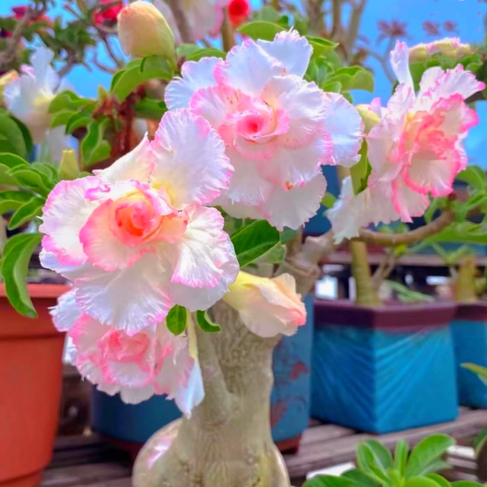 Desert rose Bulbs-Plants For Planting-Premium Garden Stakes Perfect for ...