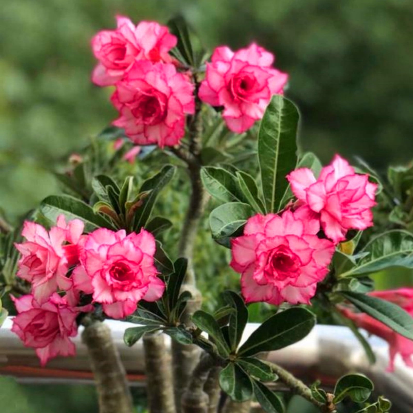 Desert rose. Easy to grow, drought-resistant, highly ornamental, potted ...