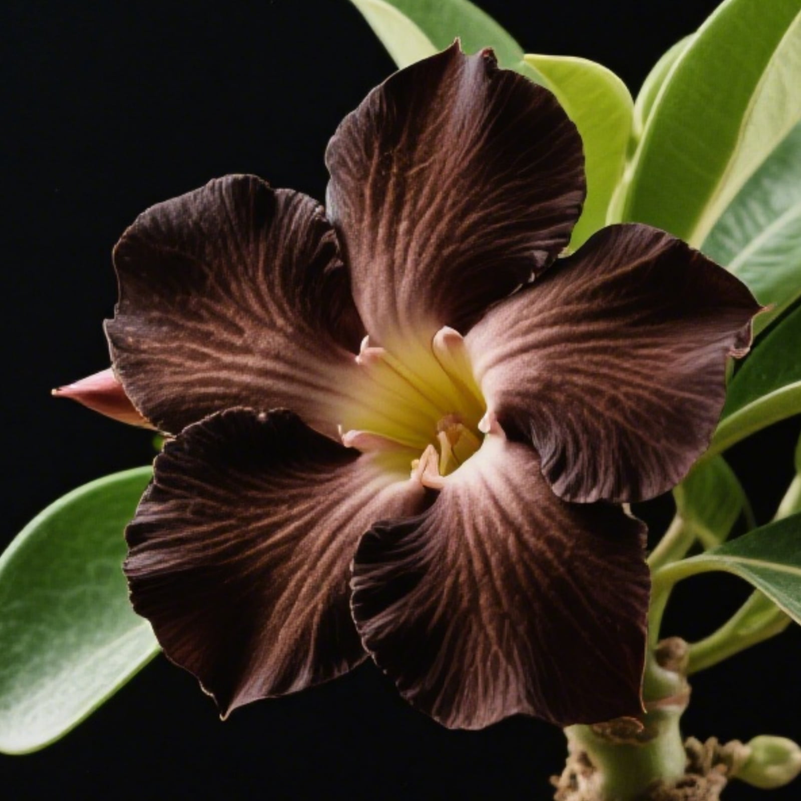 Desert rose/adenium obesum- Balcony/Garden Ornament - Walmart.com