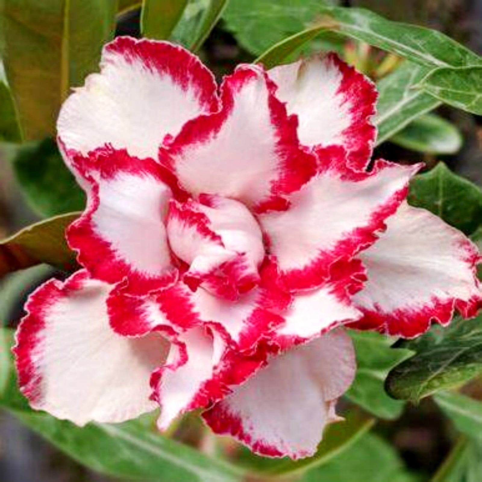 Desert rose/adenium obesum-Enjoyable Garden Balcony Decoration ...