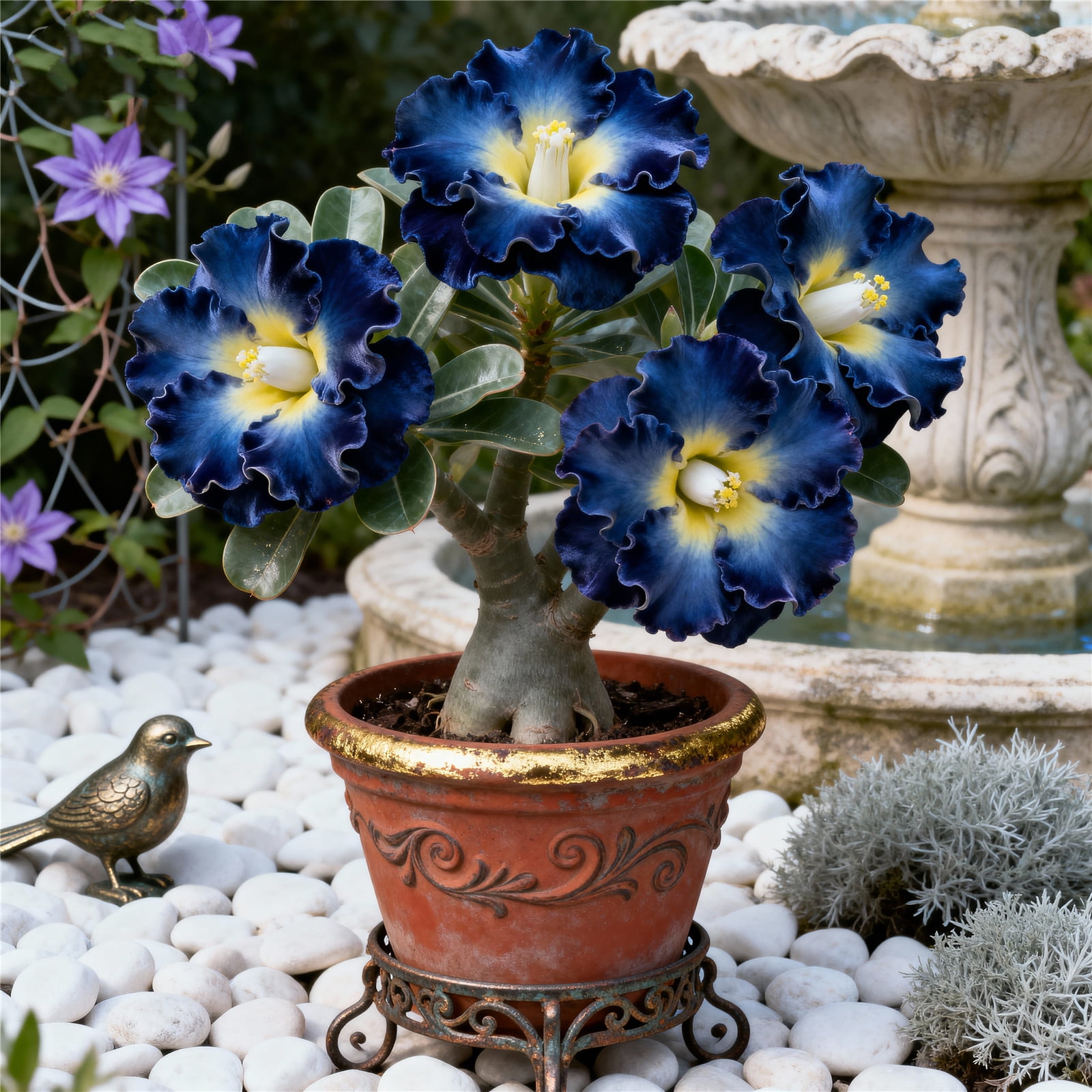 Desert rose bulbs(Adenium obesum)-Blooms every year-Premium Garden ...