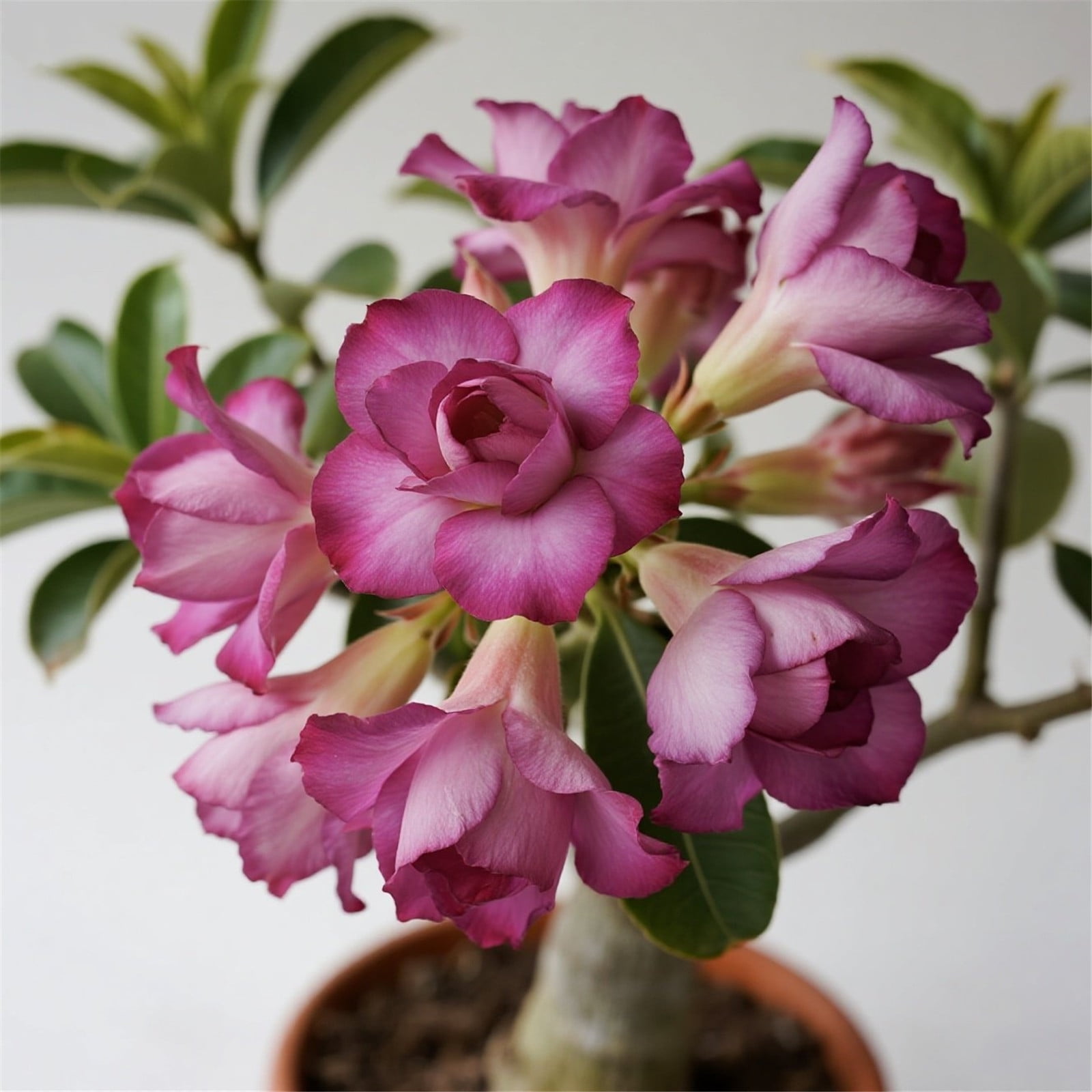 Desert rose bulbs(Adenium obesum)-Blooms every year-Premium Garden ...