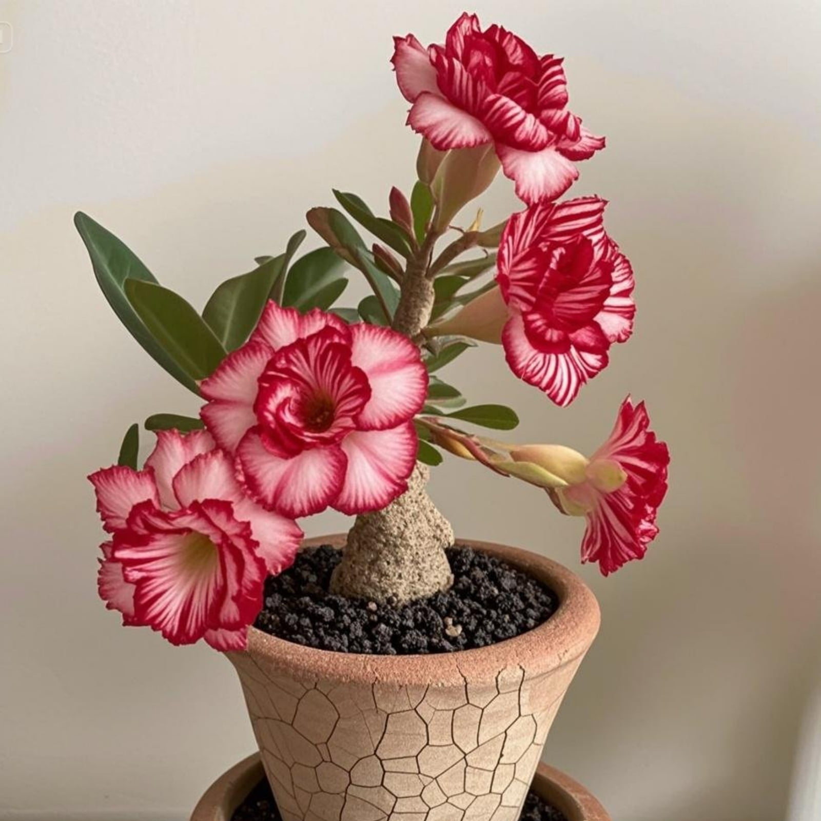 Desert rose bulbs-Home Garden Decoration Bright for Planting-Indoor or ...