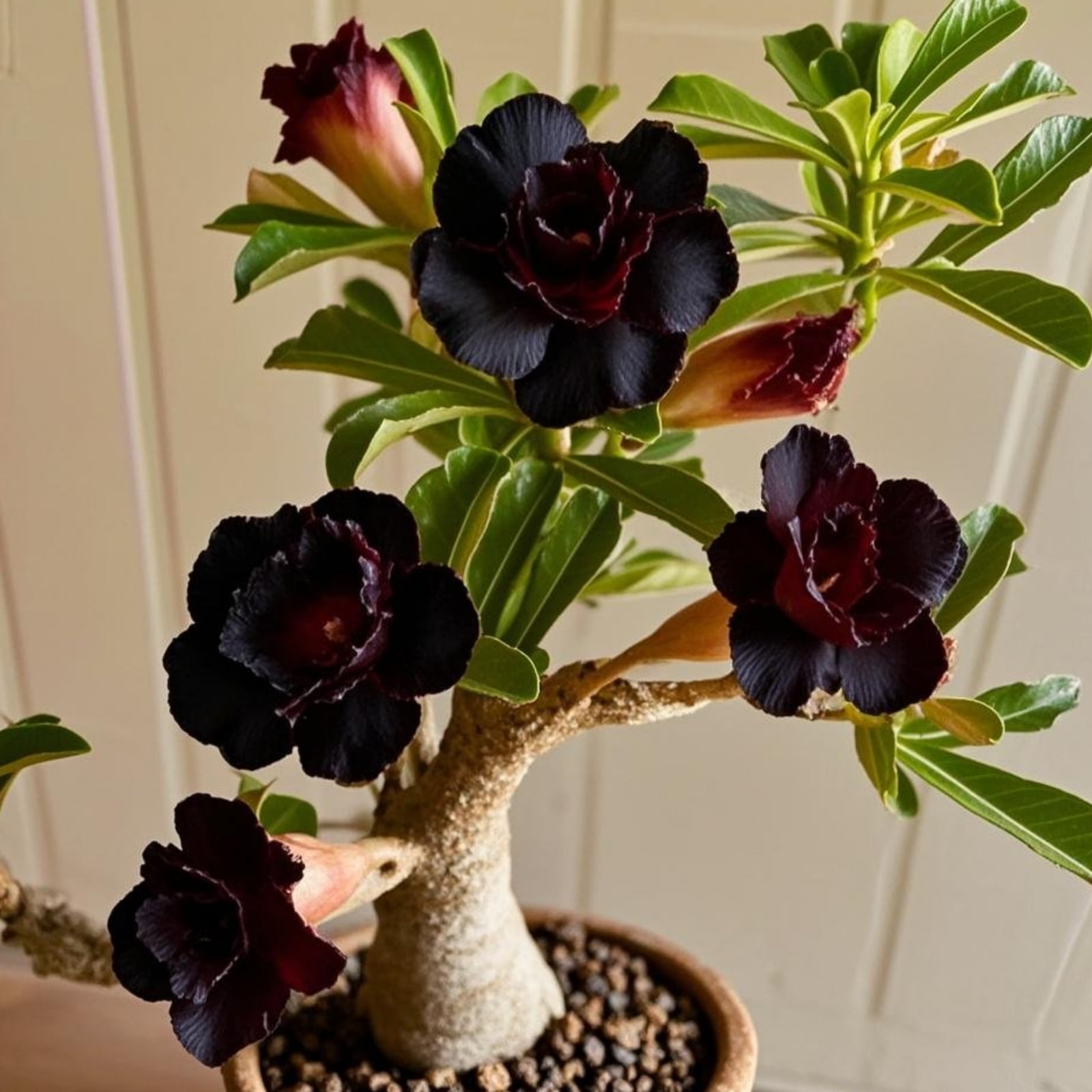 Desert rose bulbs-Home Garden Decoration Bright for Planting-Perennial ...