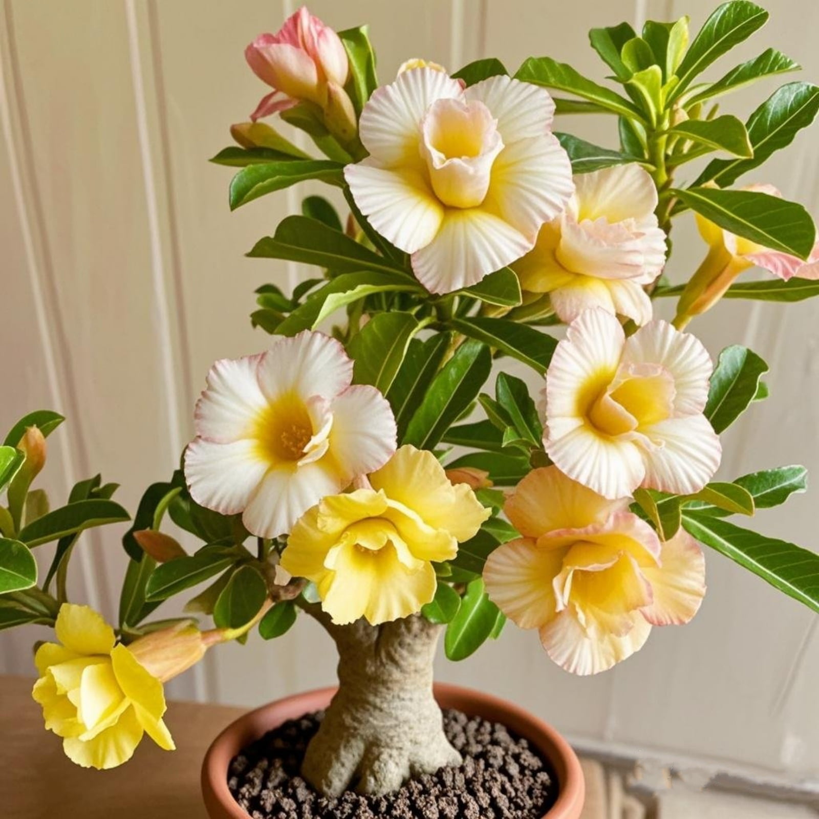 Desert rose bulbs-Home Garden Decoration Bright for Planting-Perennial ...