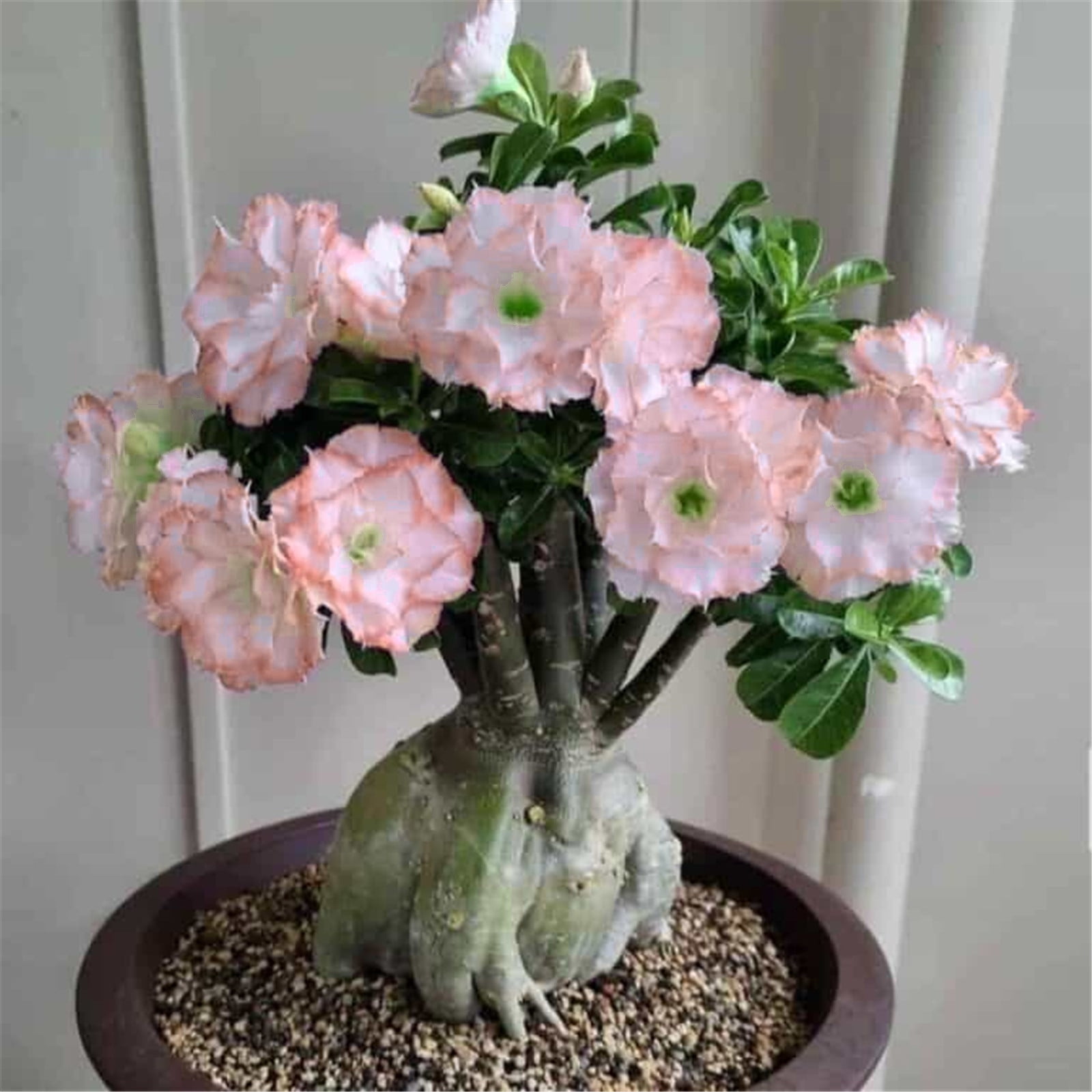 Desert rose bulbs-Home Garden Decoration Bright for Planting-Perennial ...