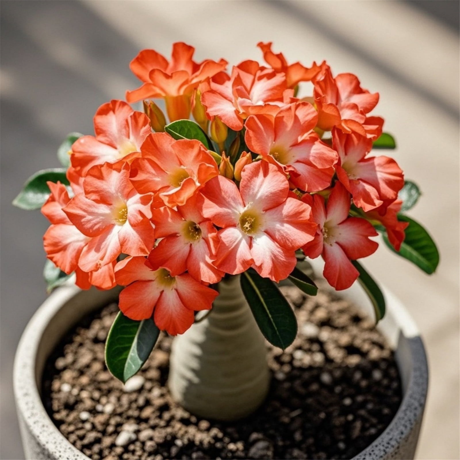 Desert rose bulbs-Home Garden Decoration Bright for Planting-Perennial ...