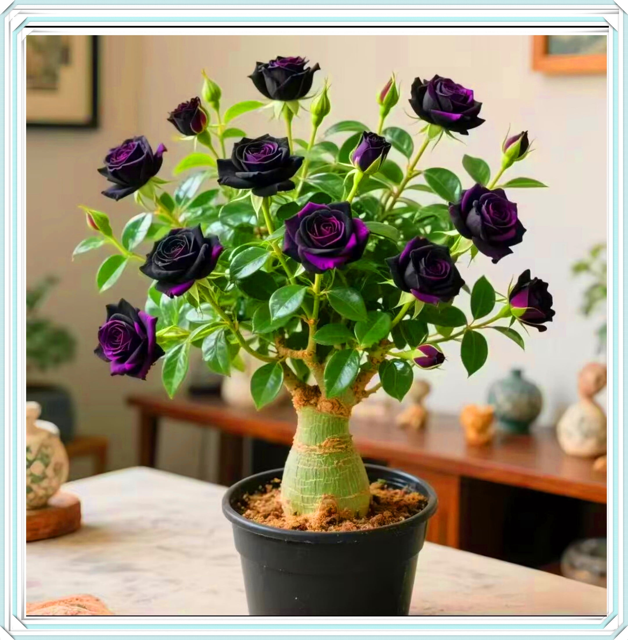 Desert rose, easy to care for, suitable for beginners, recommended green plants for home ...