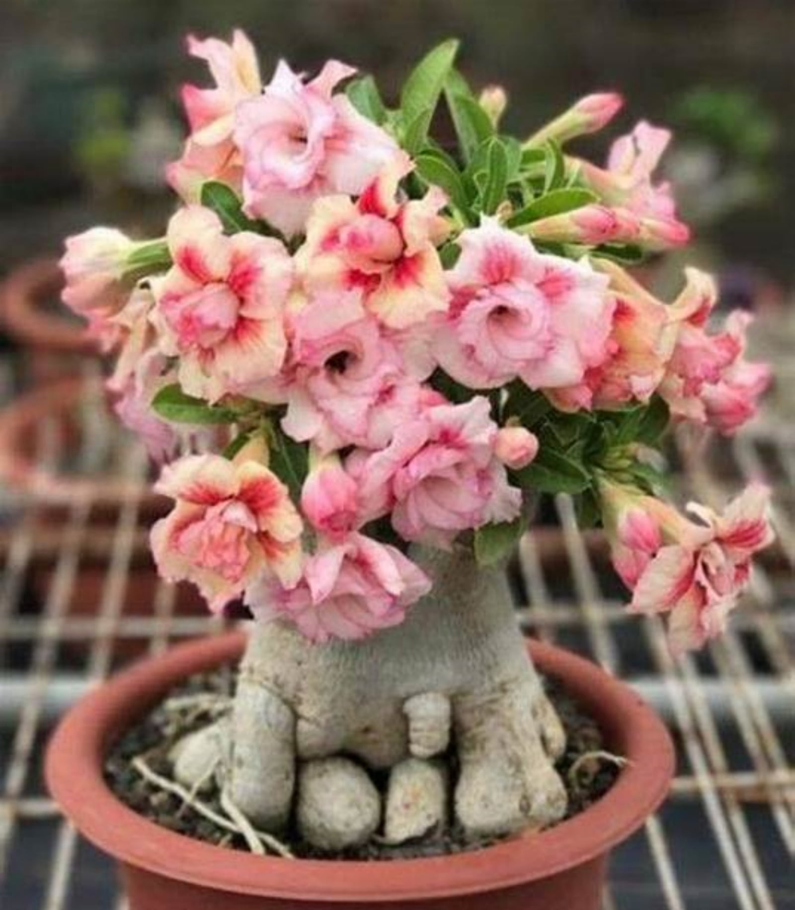 Desert rose seeds, Desert Rose plants, cold and drought resistant ...