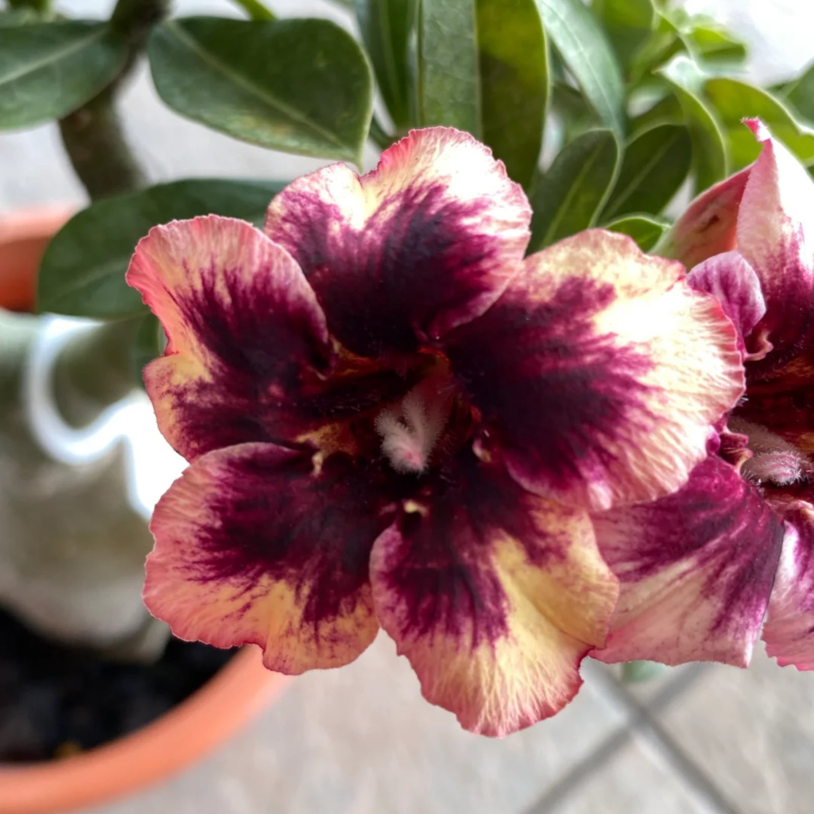 Desert rose seeds, Desert Rose plants, cold and drought resistant ...