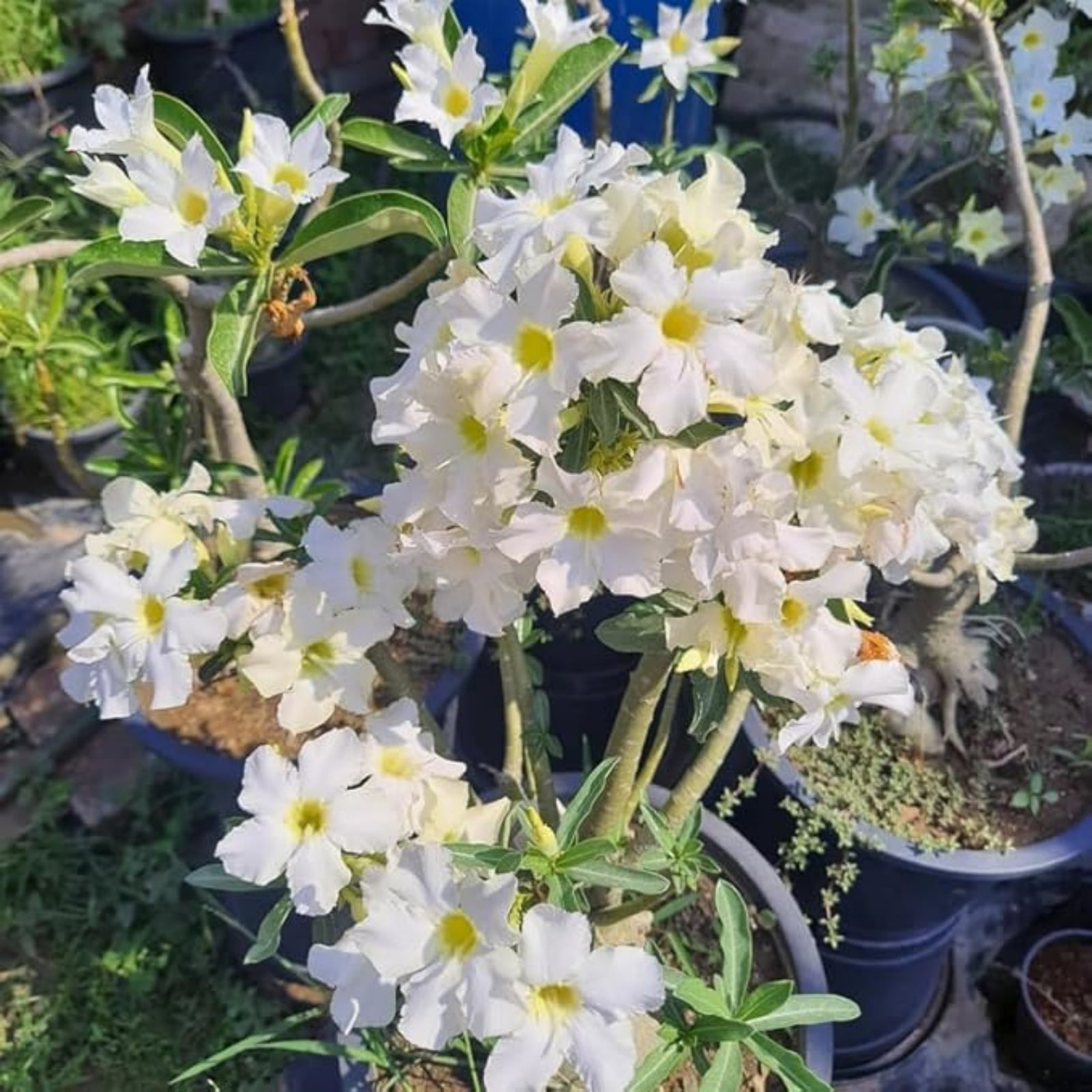 Desert rose seeds, Desert Rose plants, cold and drought resistant ...