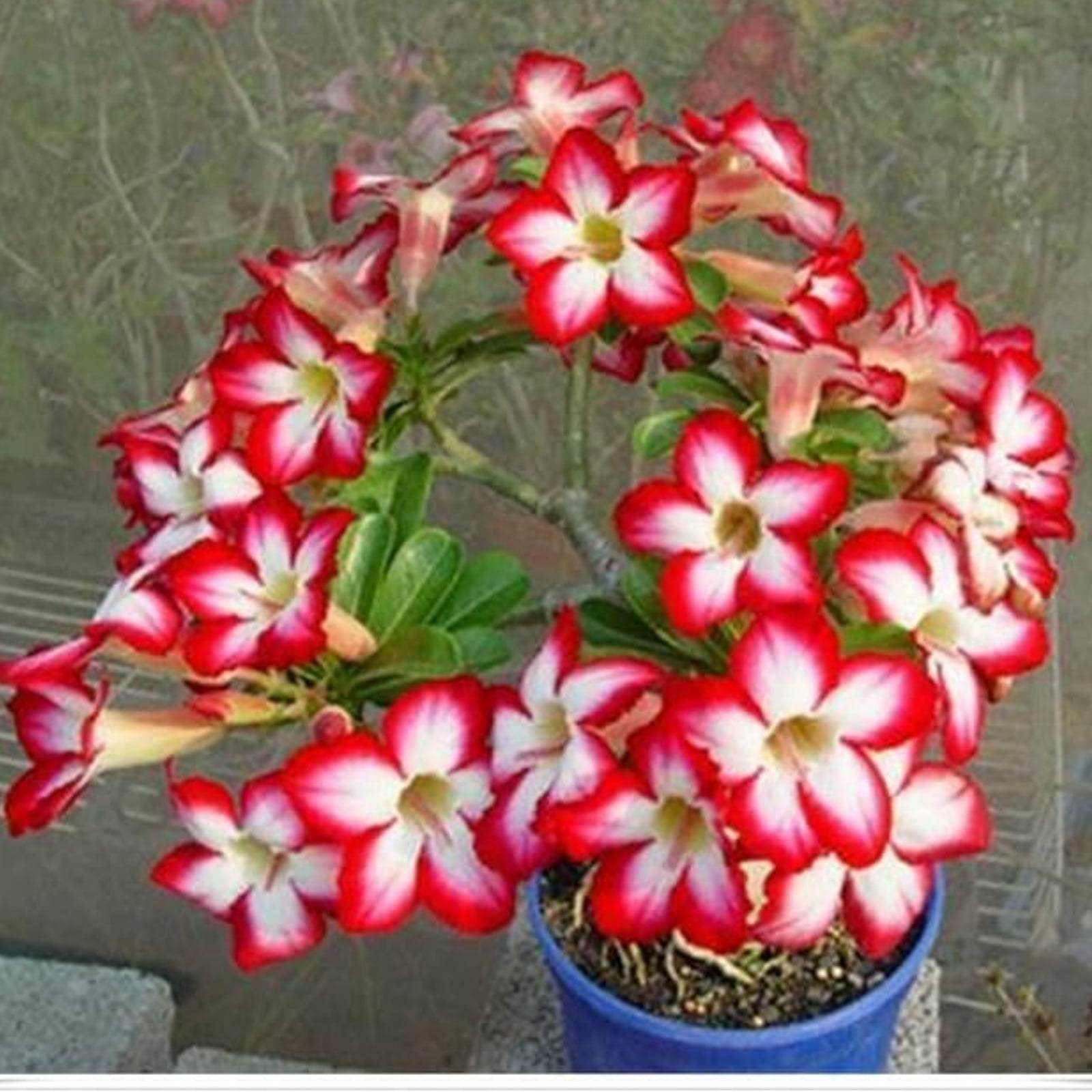 Desert rose seeds, Desert Rose rhizomes, potted plants, indoor and ...