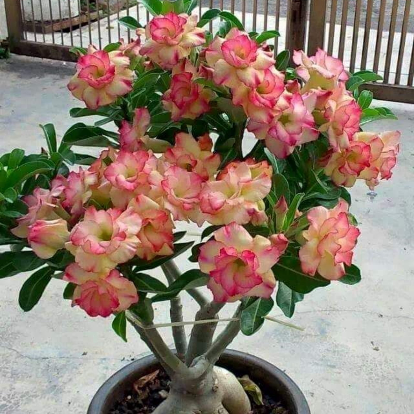 Desert rose seeds, Desert Rose rhizomes, potted plants, indoor and ...