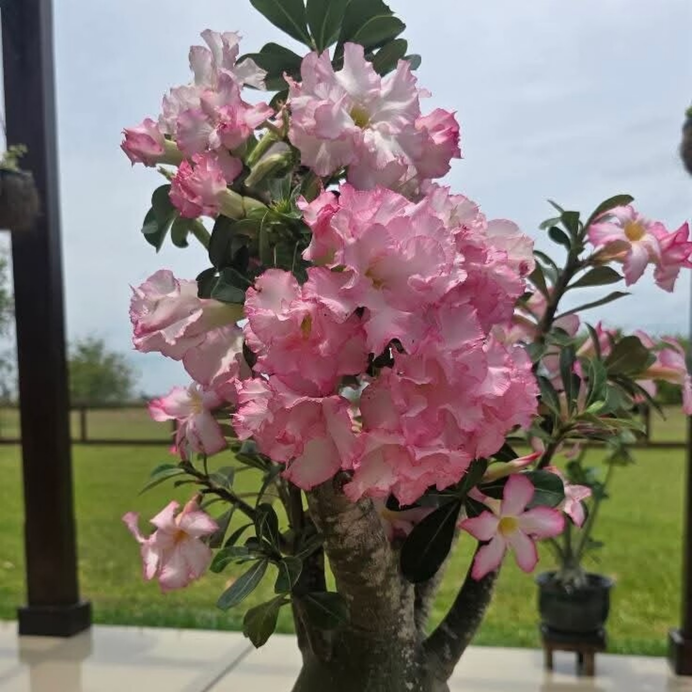 Desert rose, sturdy and upright shape, enhances the aesthetic ...