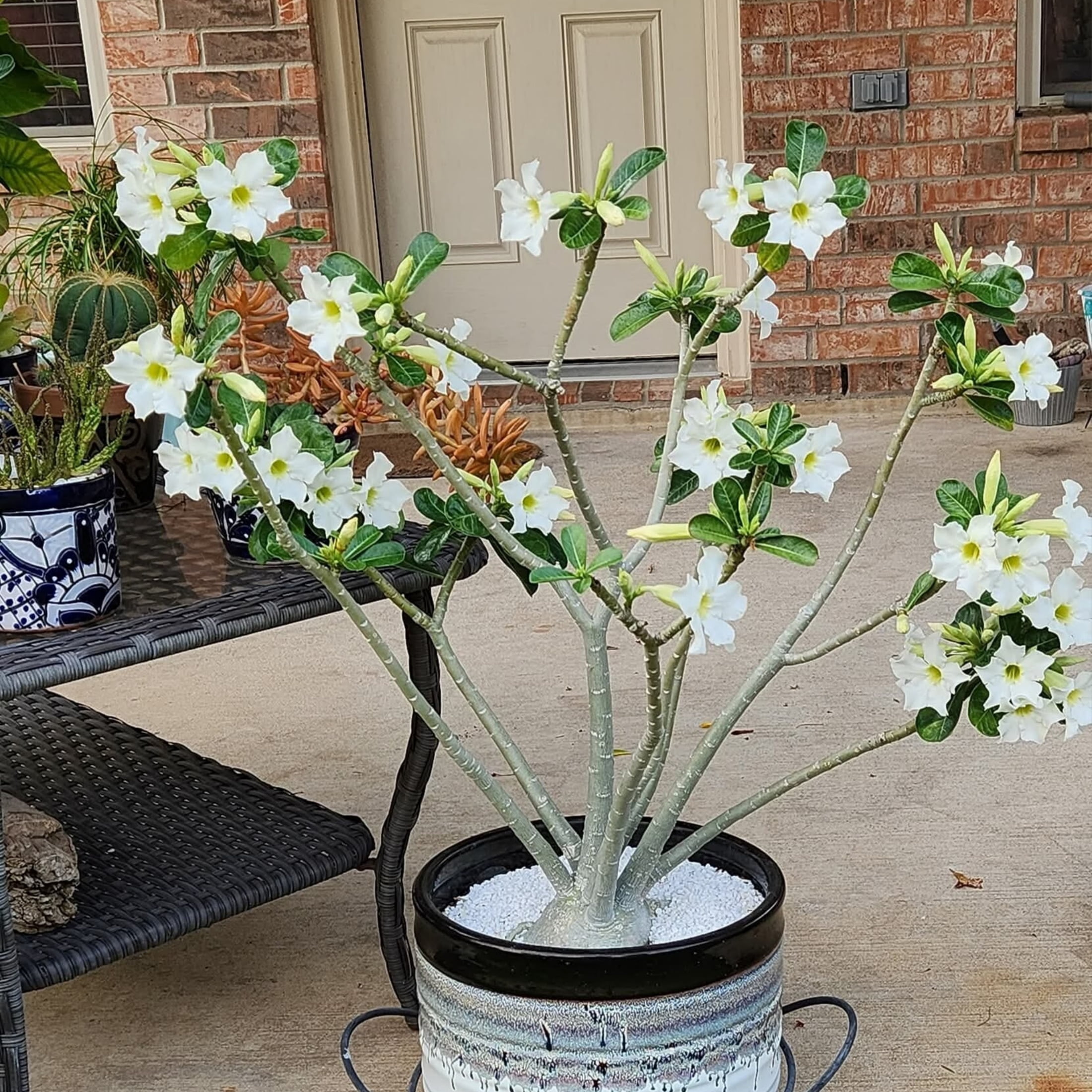 Desert rose, sturdy and upright shape, enhances the aesthetic ...