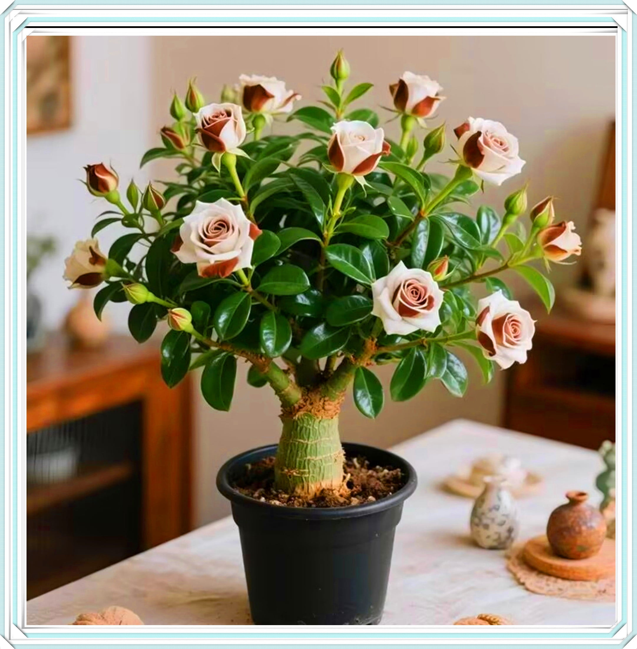 Desert rose, unique flower shape, strong visual impact, both greening ...