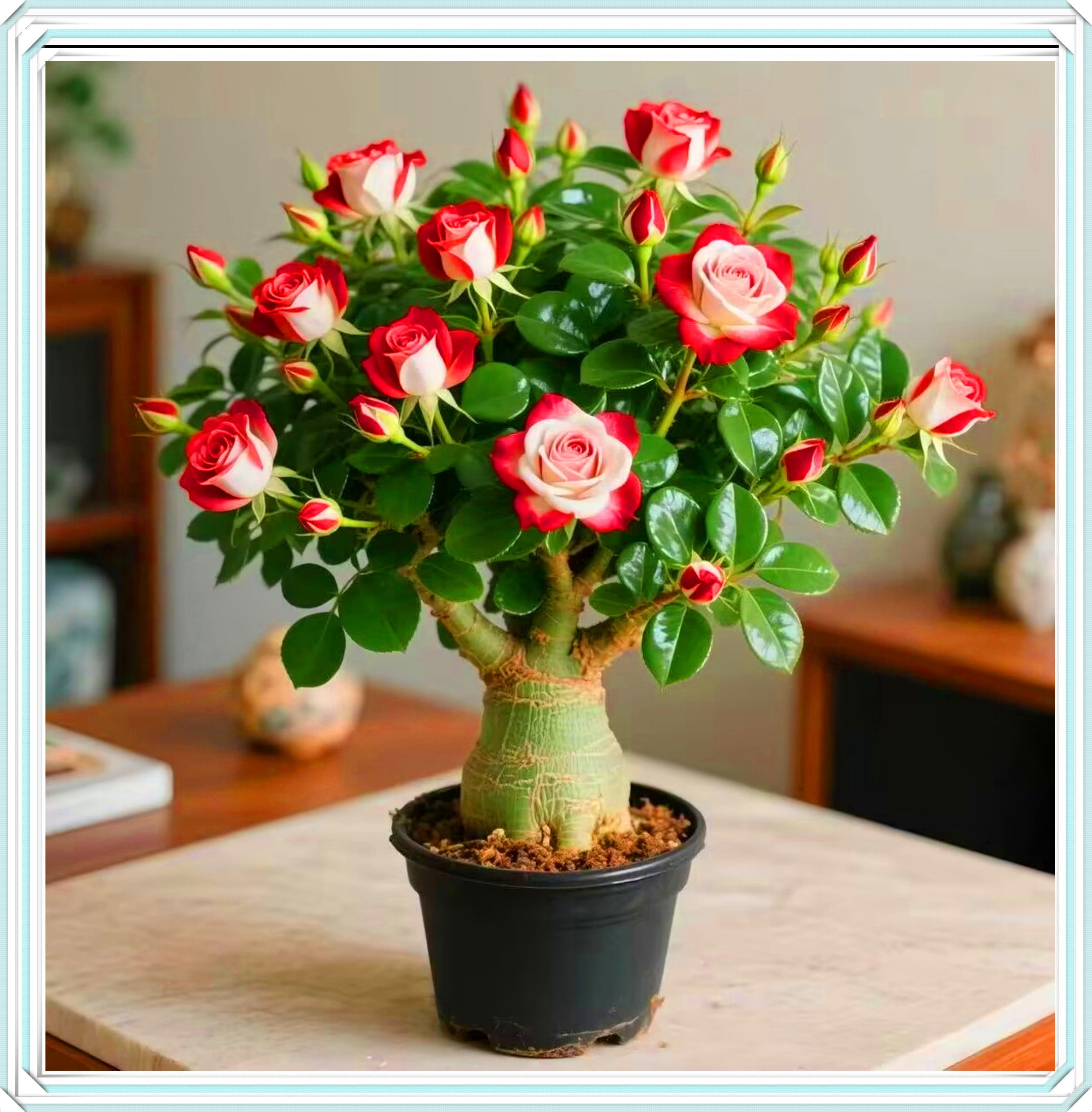 Desert rose, with thick rhizomes, easy to cultivate, suitable for decorating corners of the ...