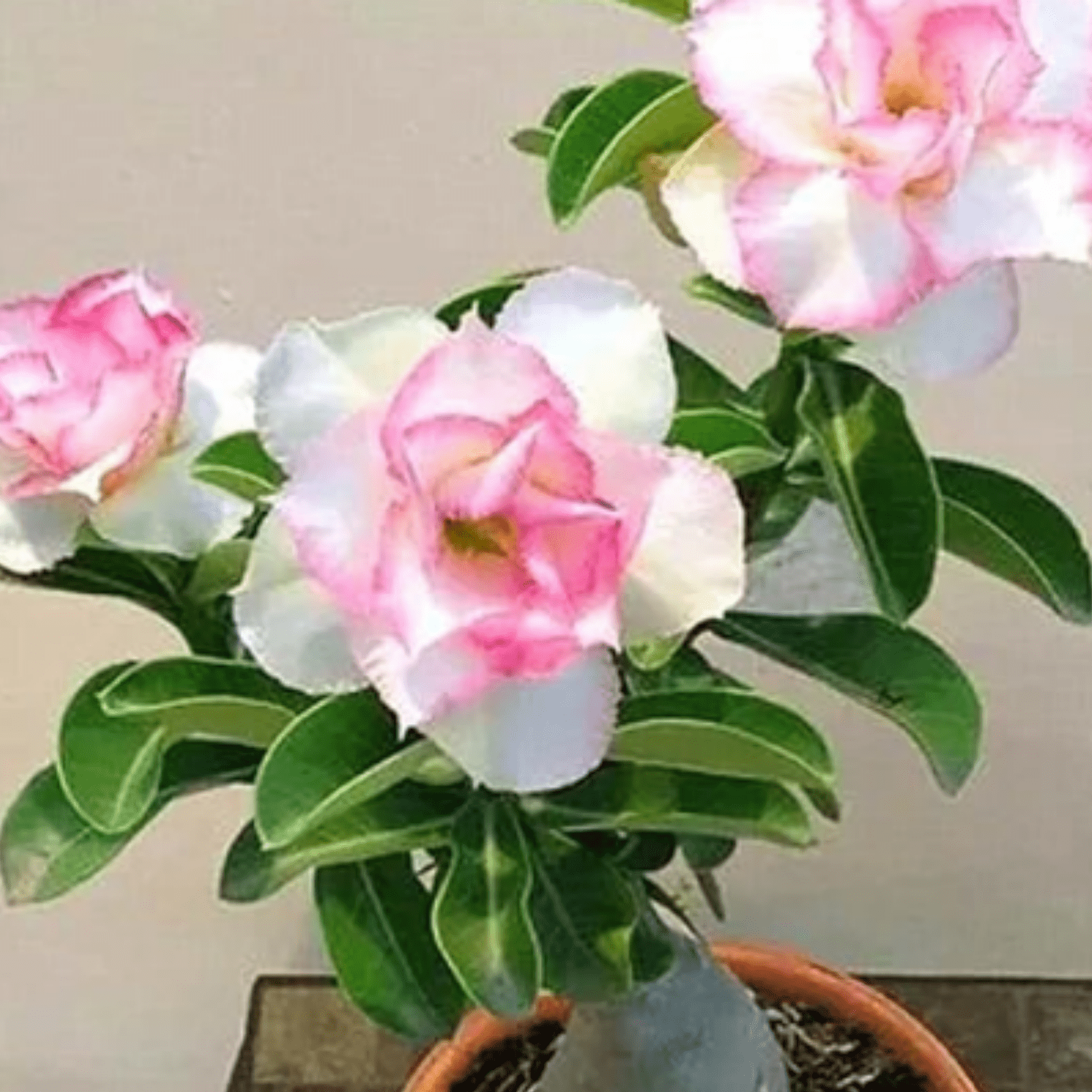 Desert roseS,Enjoyable Perennial Garden Pots Surprise to Bloom Year ...