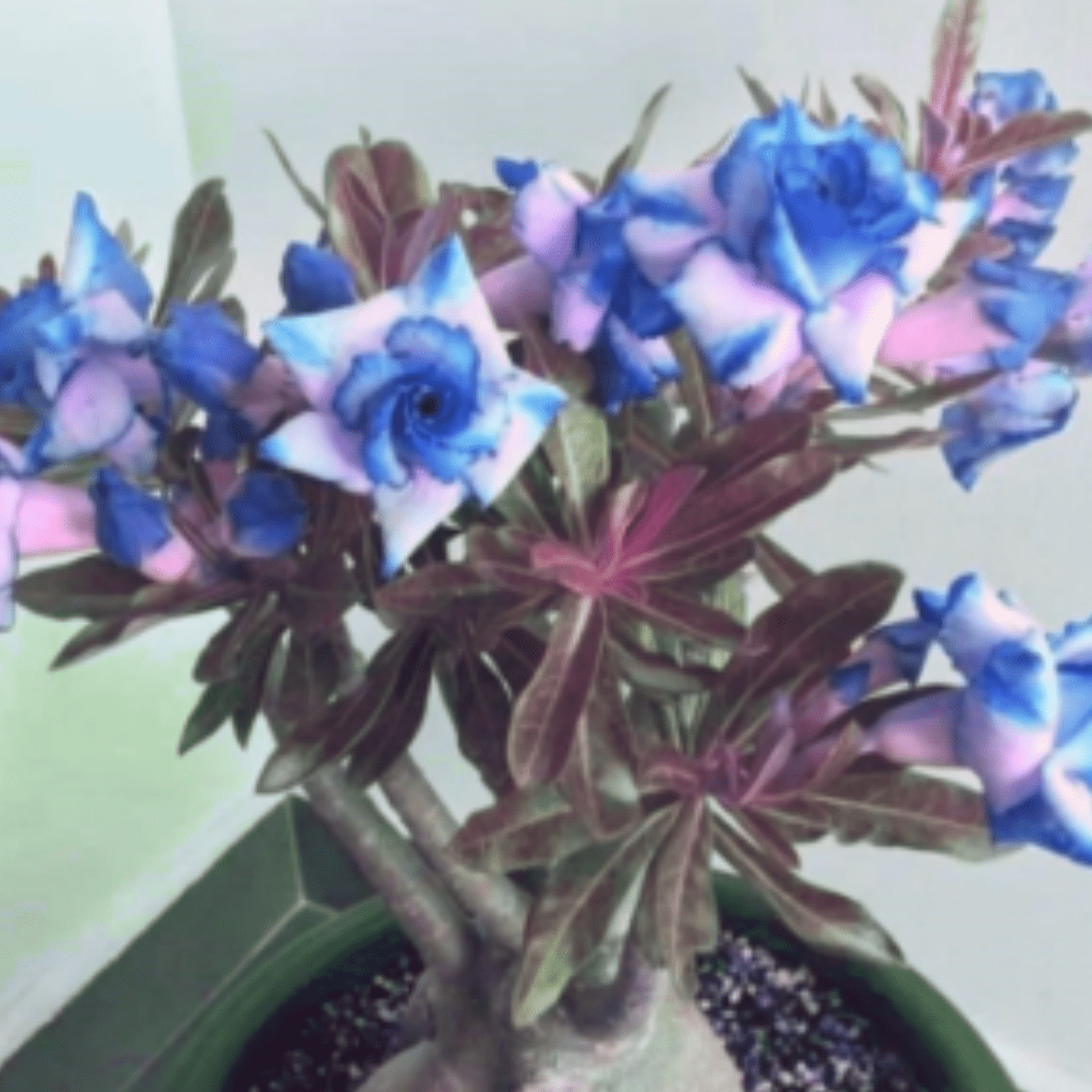 Desert roseS,Enjoyable Perennial Garden Pots Surprise to Bloom Year ...