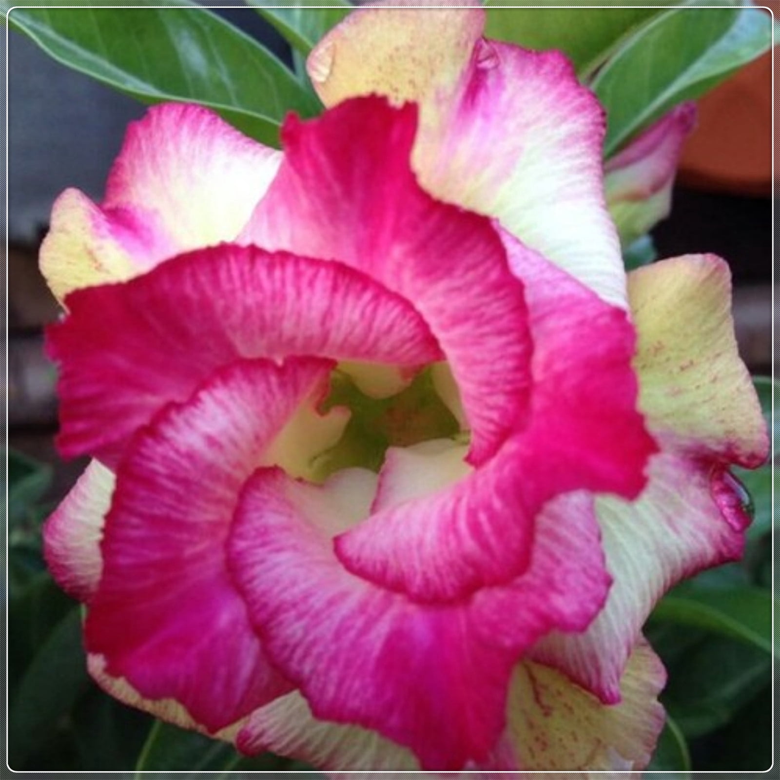 Desert roses-Bloom Year After Year Recommended Courtyard Decoration ...