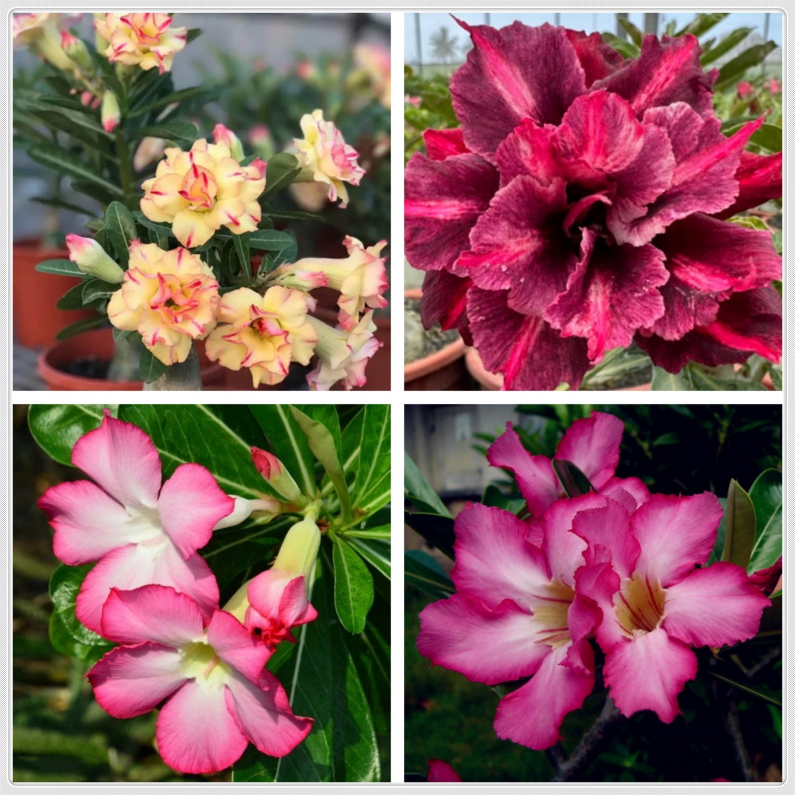 Desert roses-Bloom Year After Year Recommended Interior Decoration ...