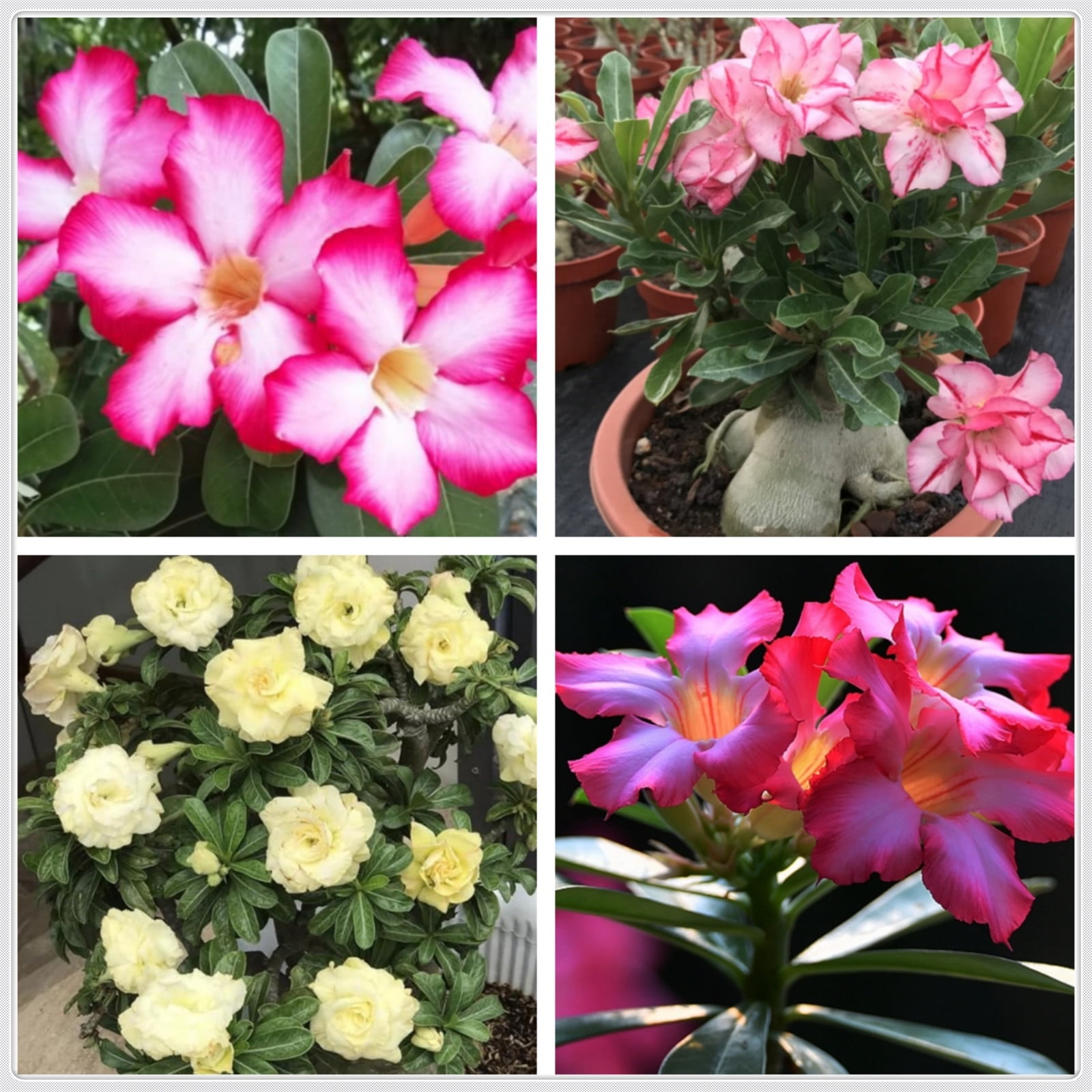 Desert roses Bloom Year After Year Recommended Interior Decoration ...