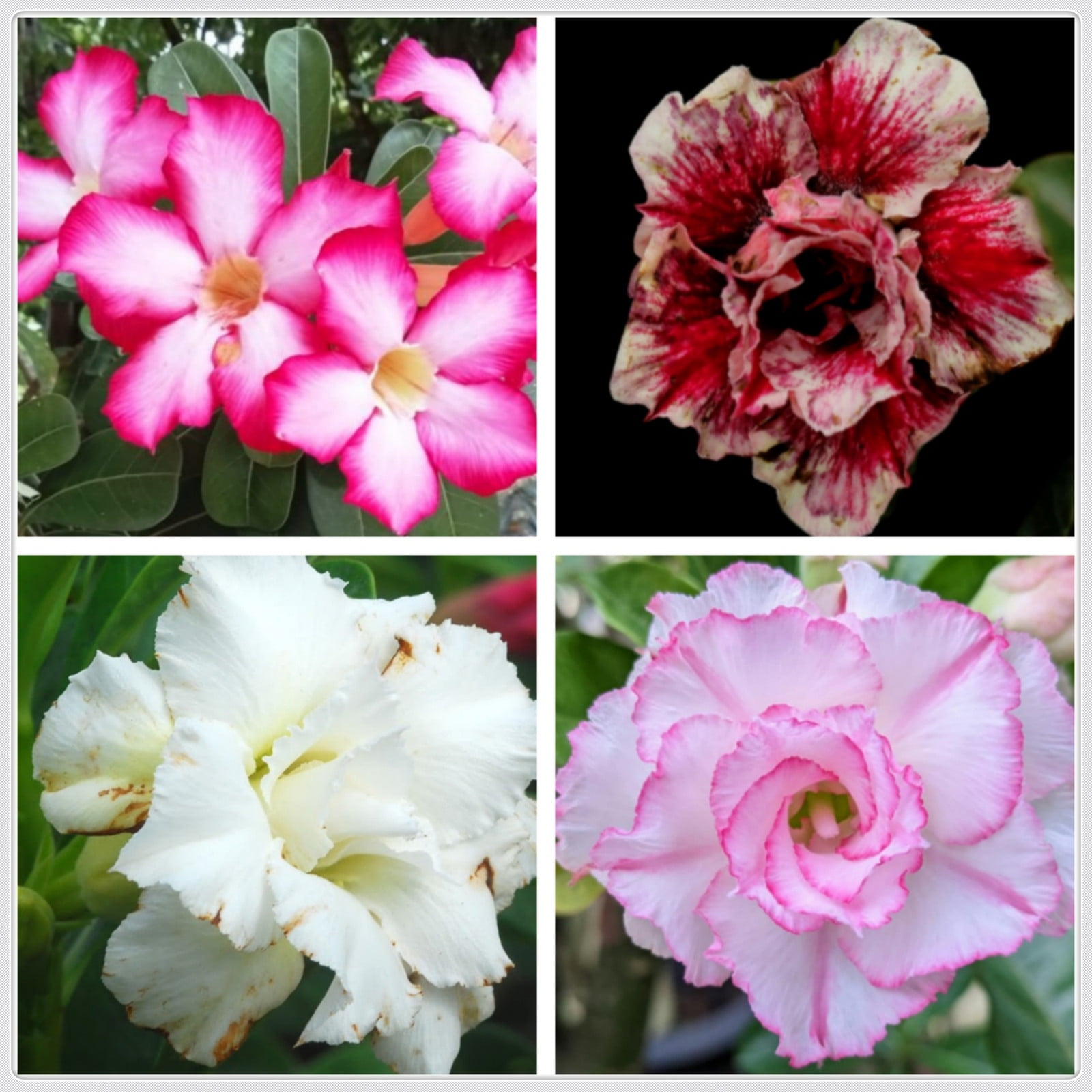 Desert roses Bloom Year After Year Recommended Interior Decoration ...