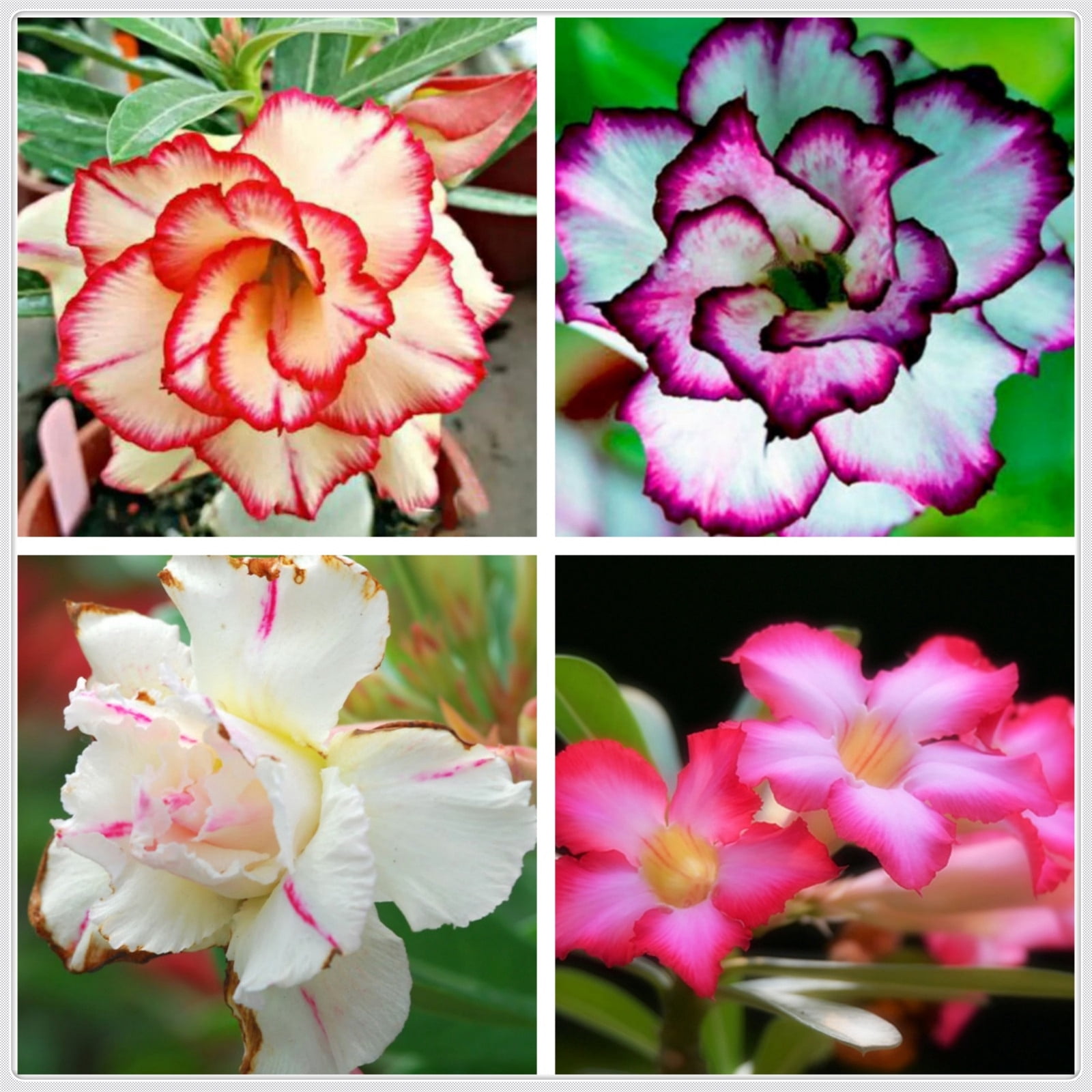 Desert roses Bloom Year After Year Recommended Interior Decoration ...