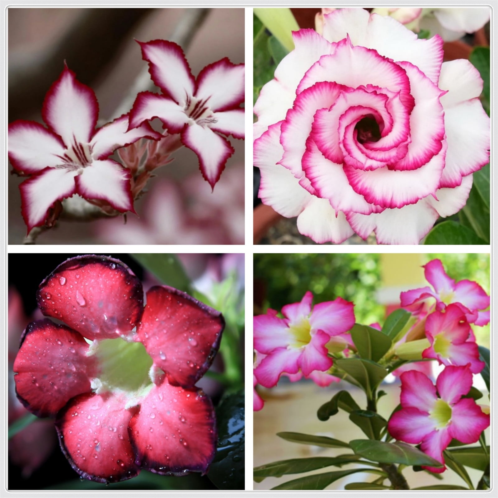 Desert roses Bloom Year After Year Recommended Interior Decoration ...