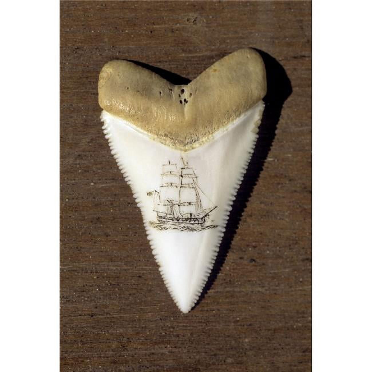 Design Pics DPI1977746 Australia South Australia A Scrimshaw Carving On ...