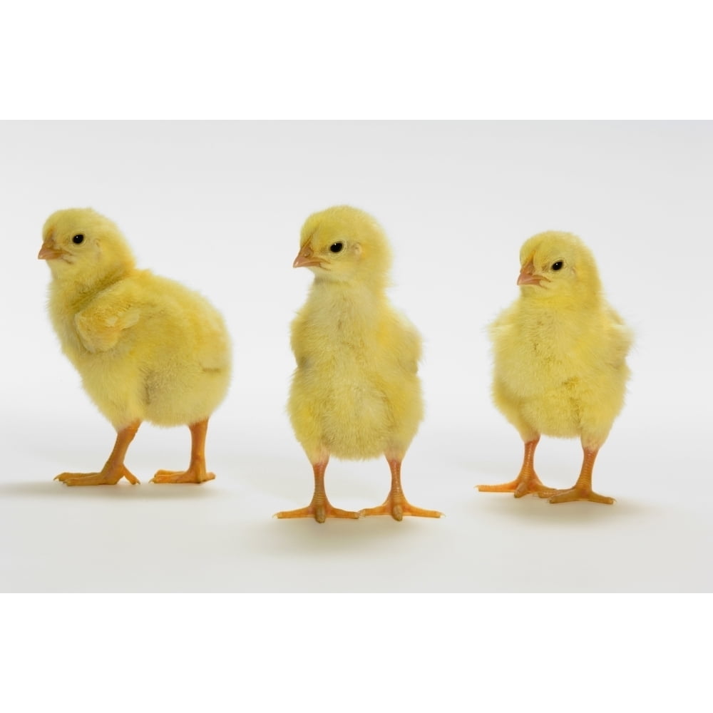 Design Pics DPI2066719 Yellow Chicks. Baby Chickens Poster Print, 17 x ...