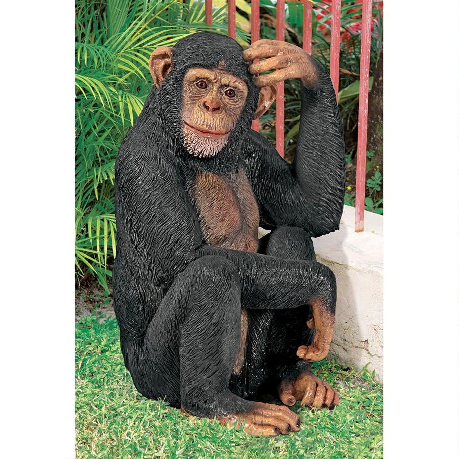 Design Toscano Chauncey the Confused Chimp Garden Monkey Statue ...
