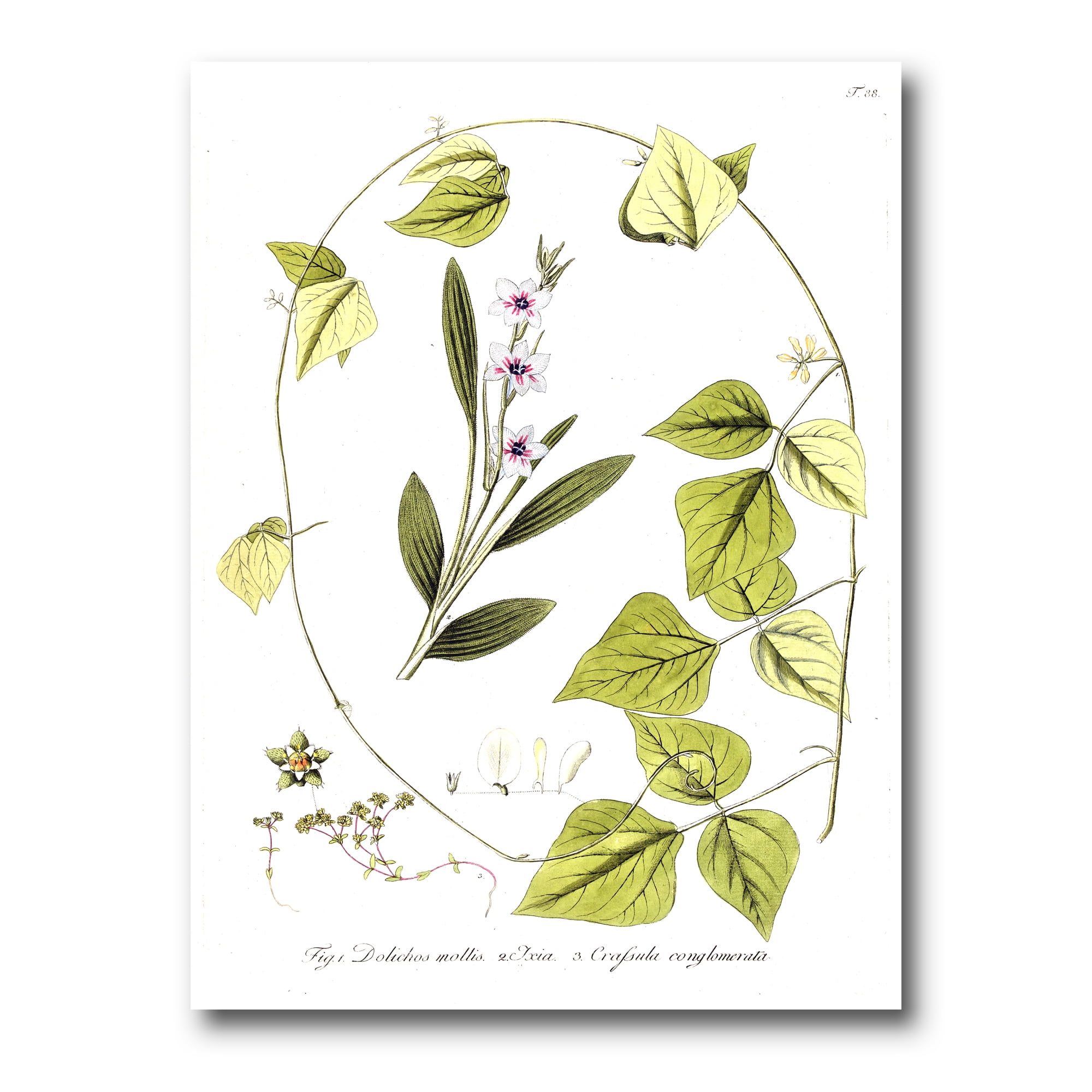 Designart ' Ancient Botanicals XXI ' Traditional Canvas Wall Art Print ...