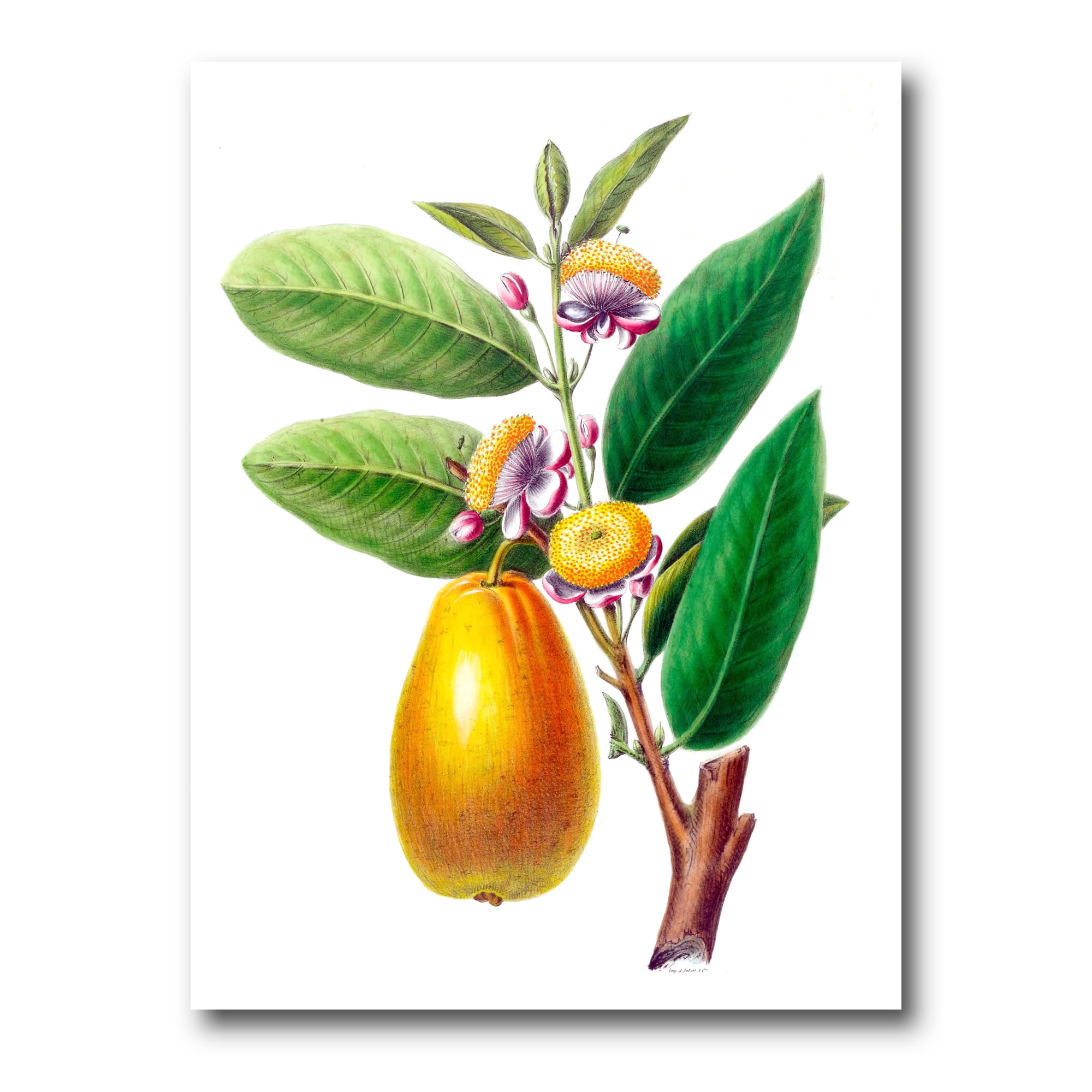 Designart ' Ancient Fruits I ' Farmhouse Canvas Wall Art Print ...