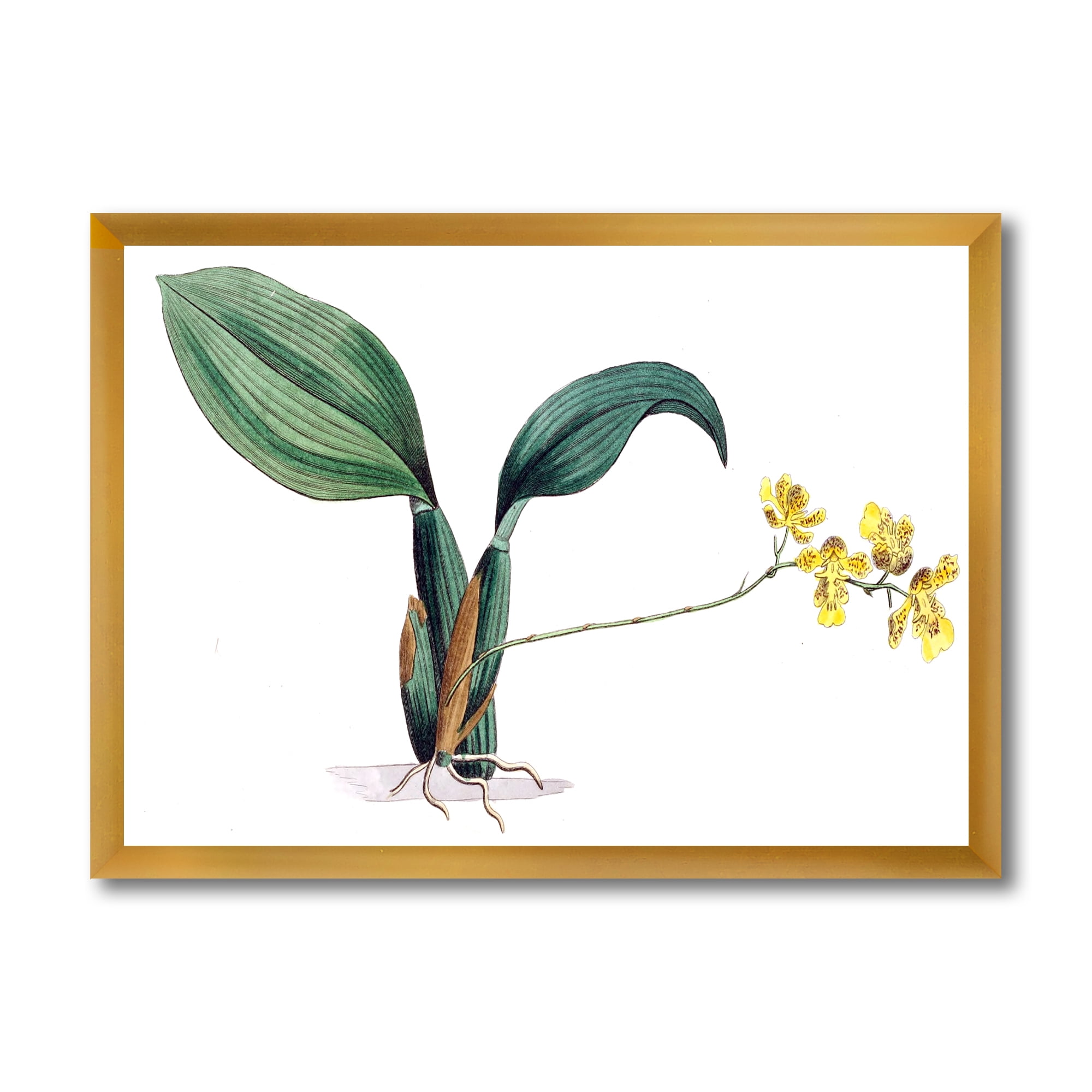 Designart 'Ancient Plant Life VI' Traditional Framed Art Print ...