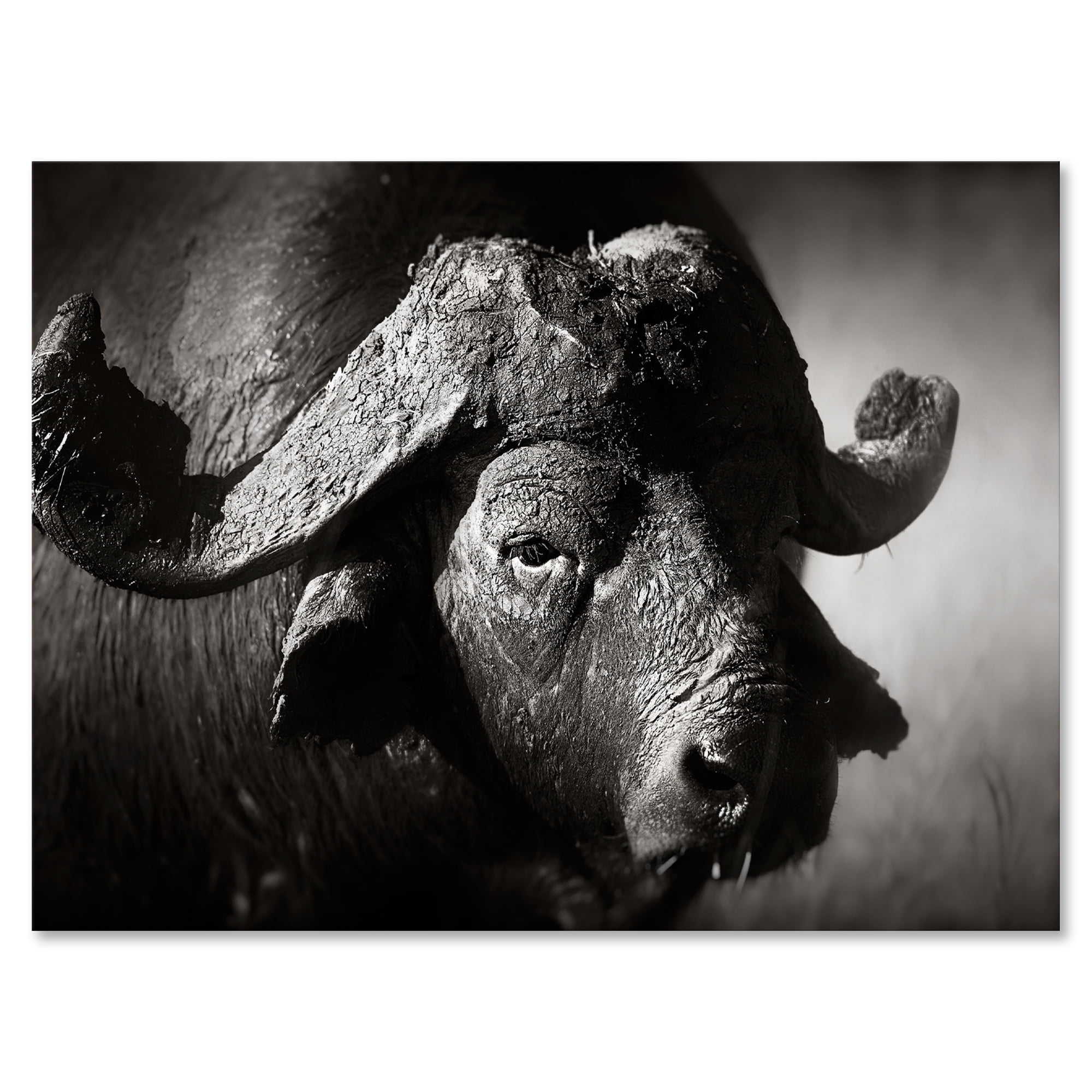 Designart ' Black and White Portrait Of Buffalo II ' Farmhouse Canvas ...