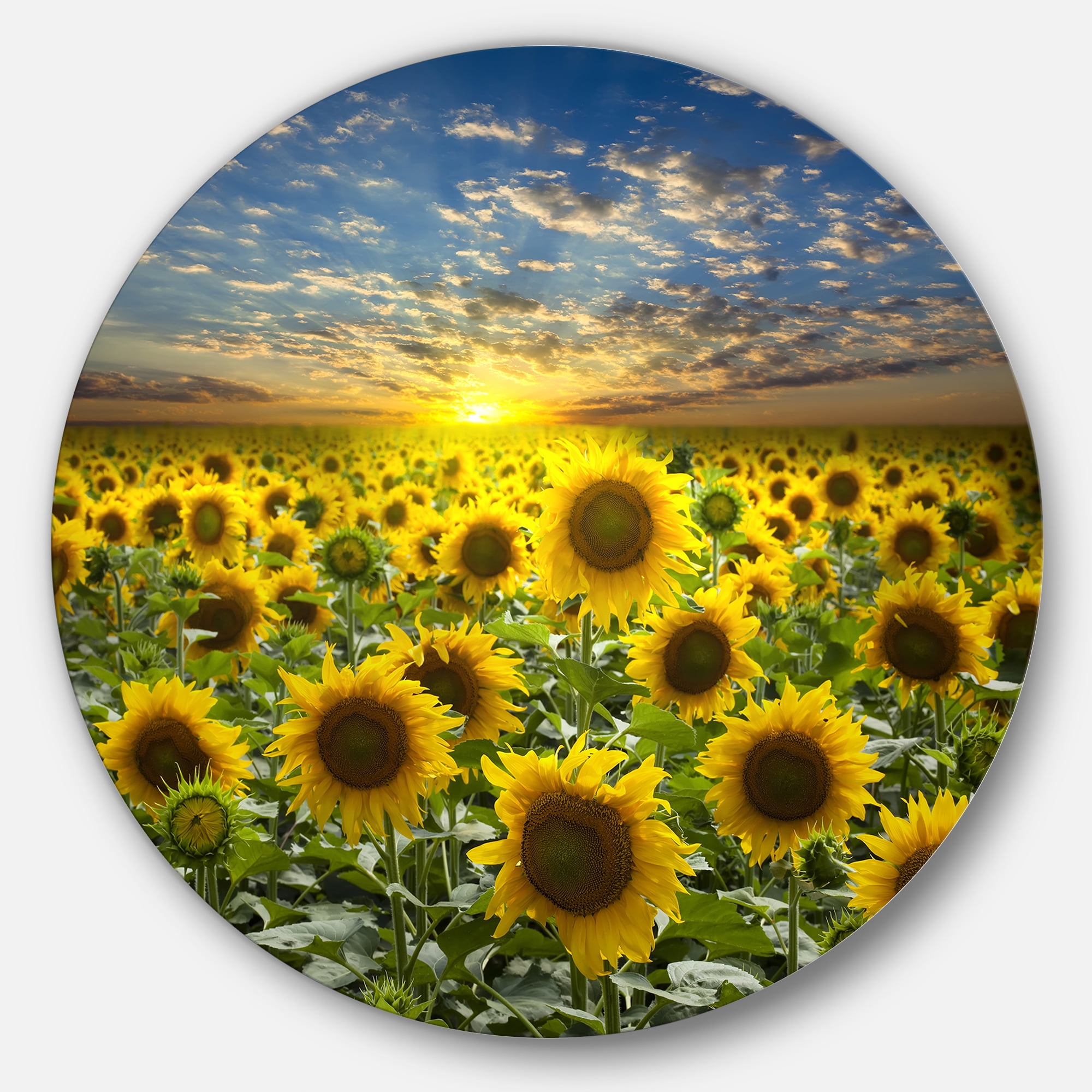 Designart 'Field of Blooming Sunflowers' Large Flower Metal Circle Wall ...