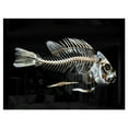 Free Shipping! Designart 'Fish Skeleton Bone on Black ' Animal Metal ...