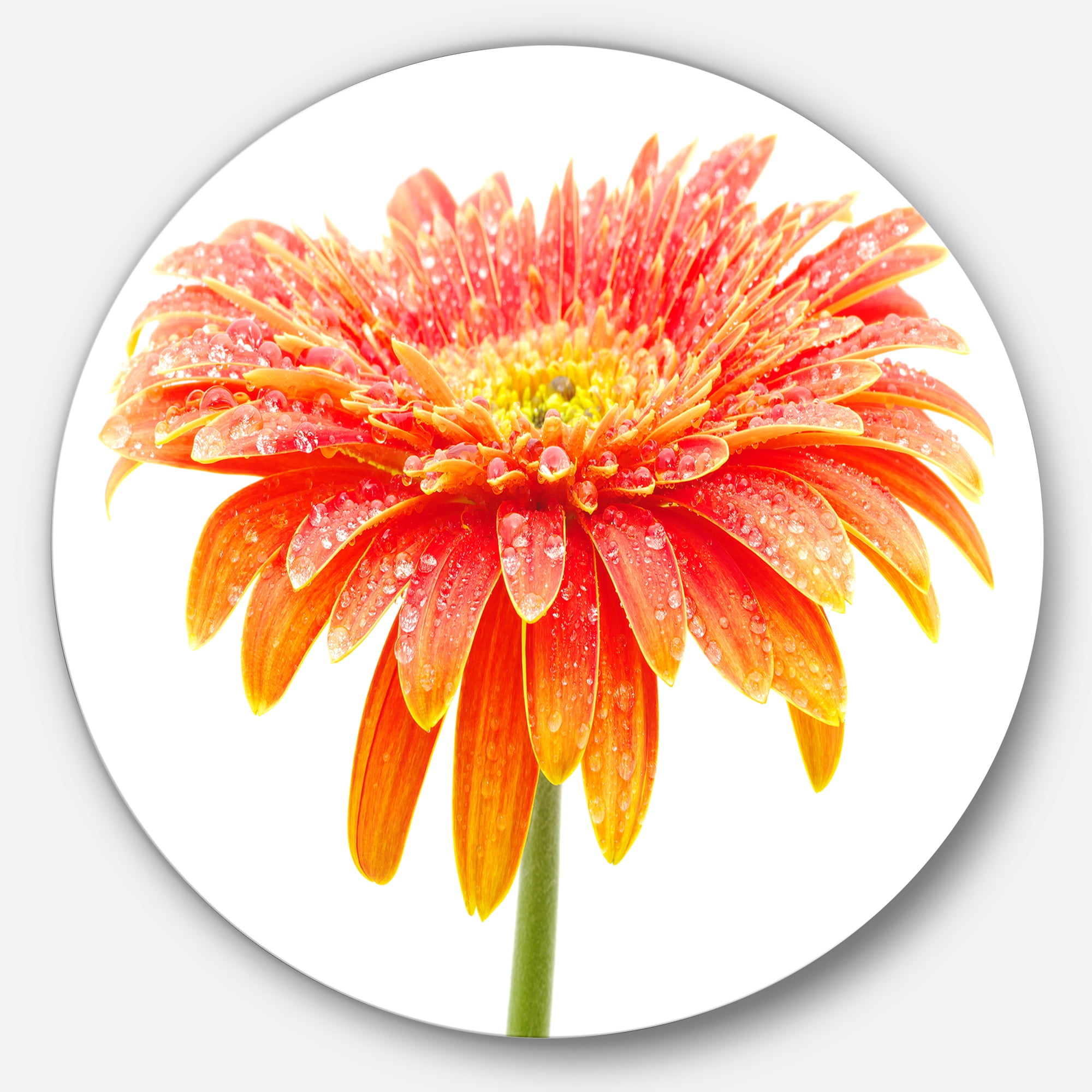 Designart 'Large Orange Gerbera on White' Disc Floral Circle Metal Wall ...