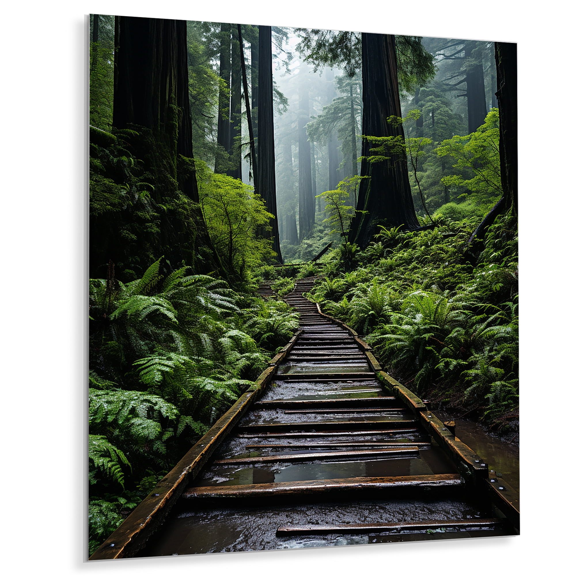 Designart "Muir Woods National Monument in the USA II" USA Metal Wall ...