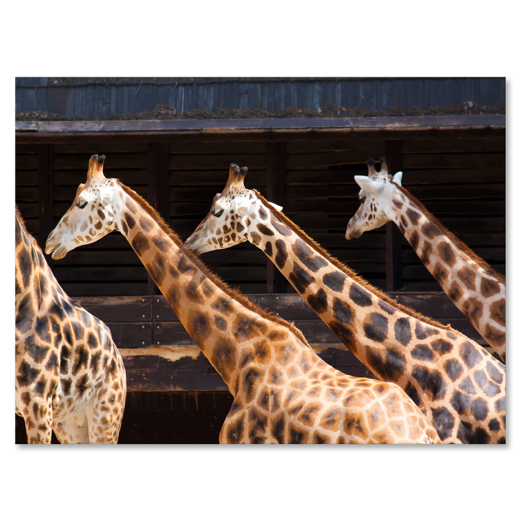 Designart ' Portrait Of Three Giraffes Running ' Farmhouse Canvas Wall ...