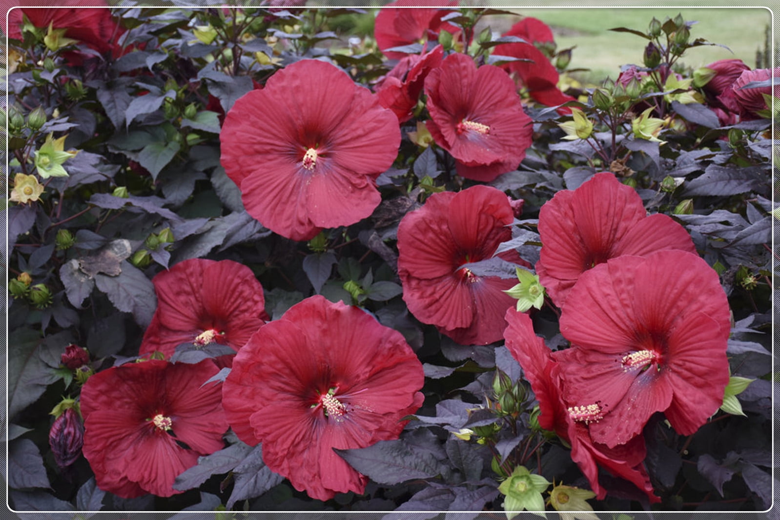 Hibiscus Bulb, Large Flowers,Giant Hibiscus,Beautiful,Hibiscus Plants ...
