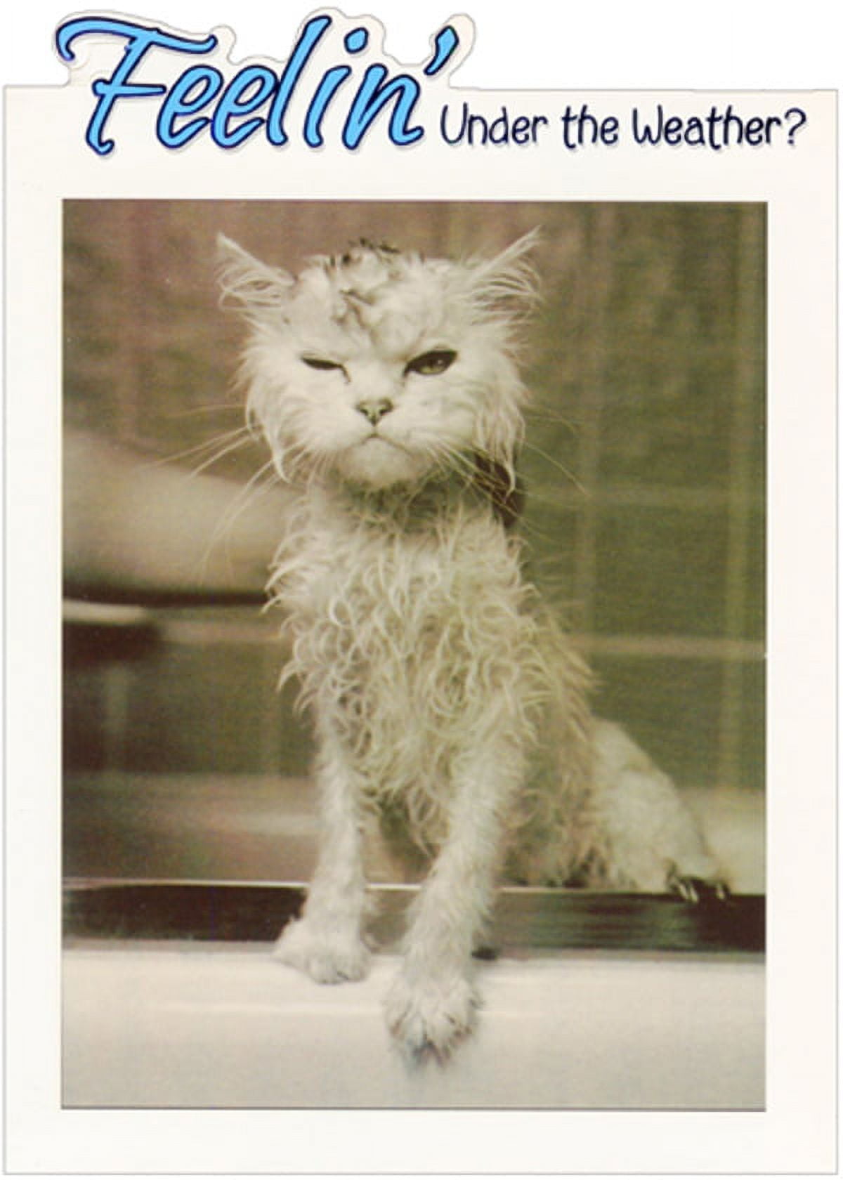 Get Well Soon Meme Cat