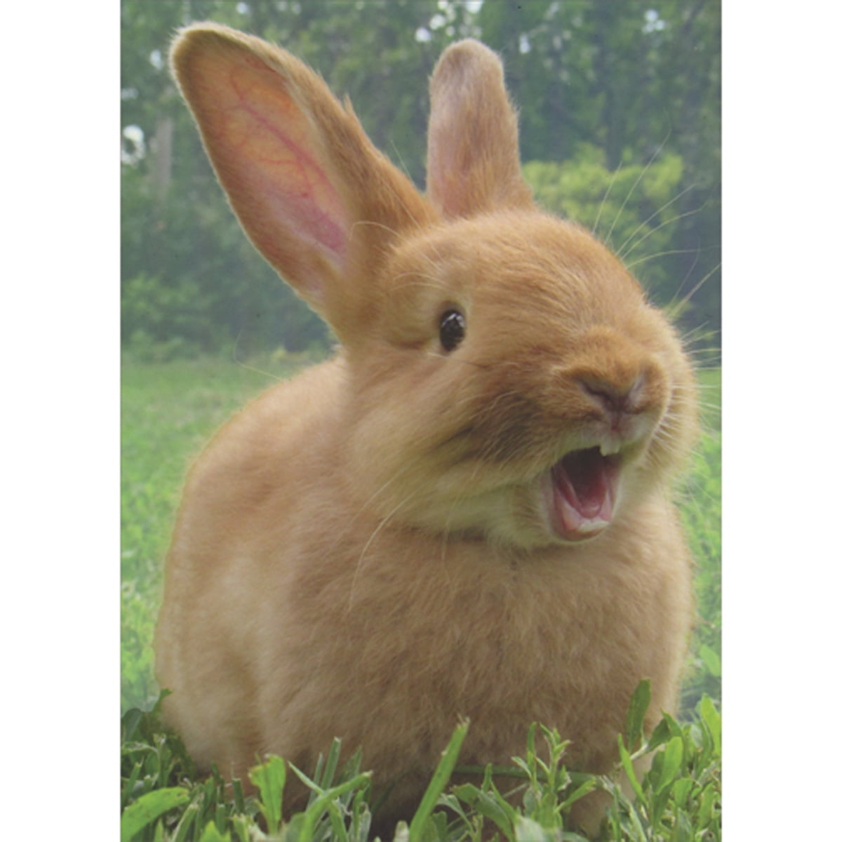 Designer Greetings Light Brown Shocked Rabbit with Open Mouth ...