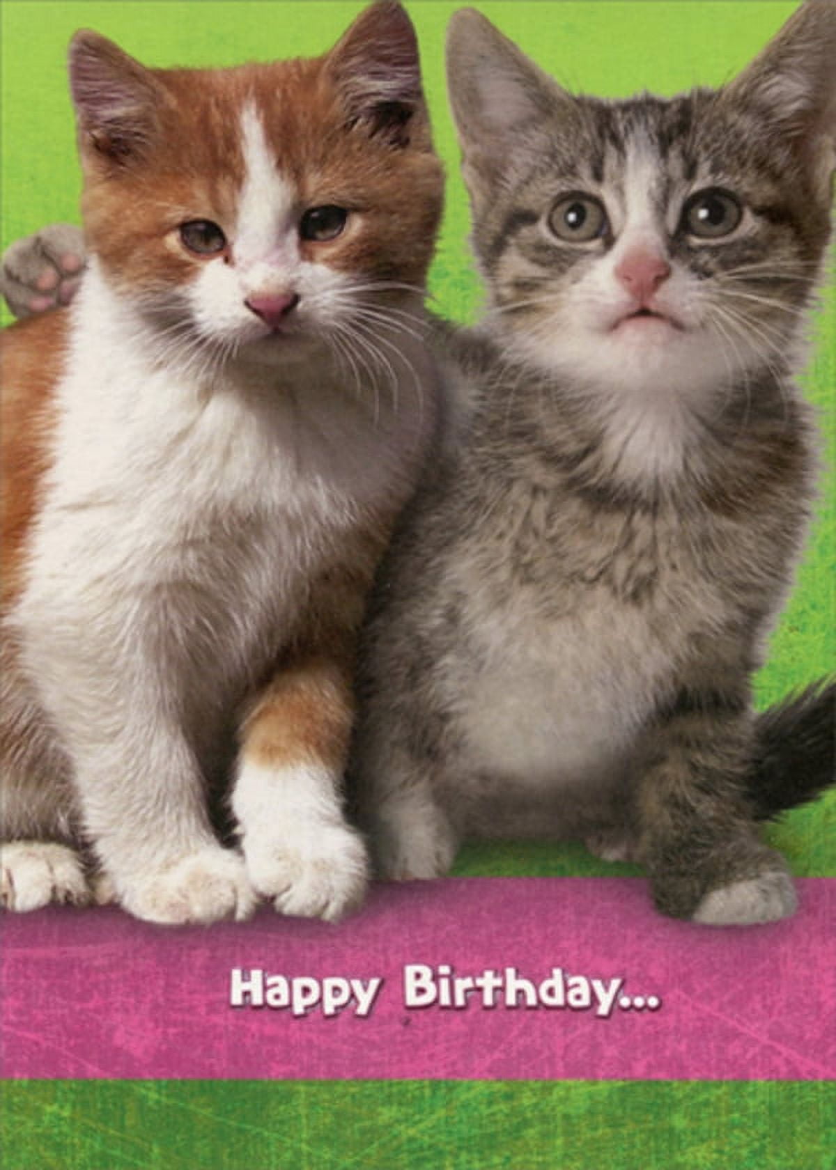 Designer Greetings Two Kittens : Paw on Shoulder Funny : Humorous Cat ...