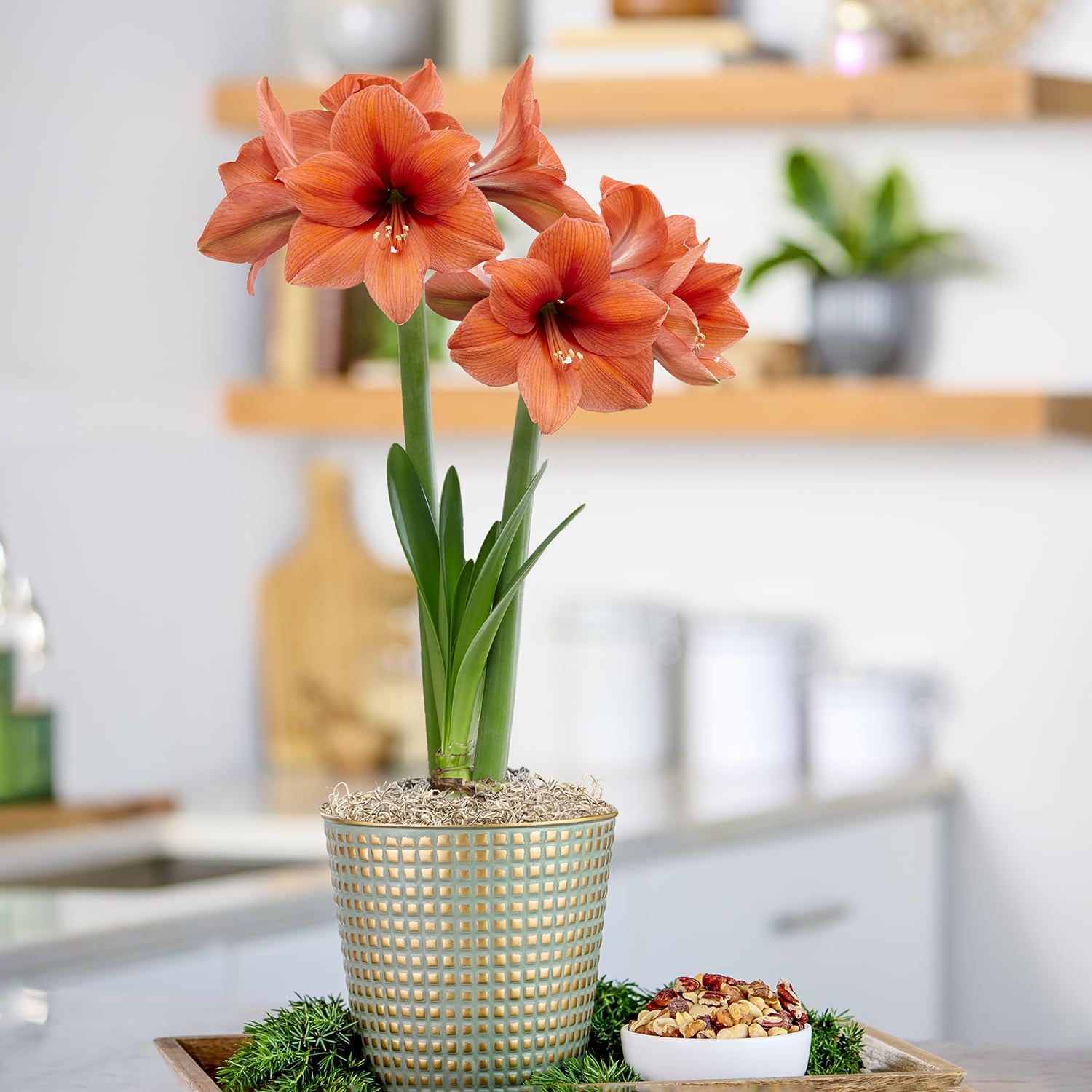 Desire Amaryllis Orange Flowering Dormant Bulb Gift Kit, Planted in a ...