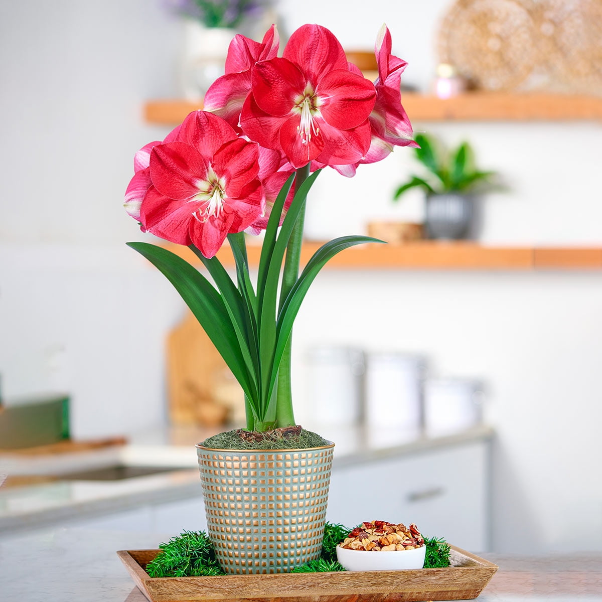 Candy Queen Amaryllis Pink Flowering Dormant Bulb Gift Kit, Planted in ...