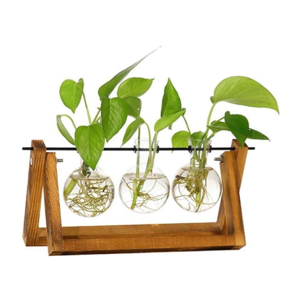 Desktop Glass Plants Bulb Terrarium with Retro Solid Wooden Stand and ...