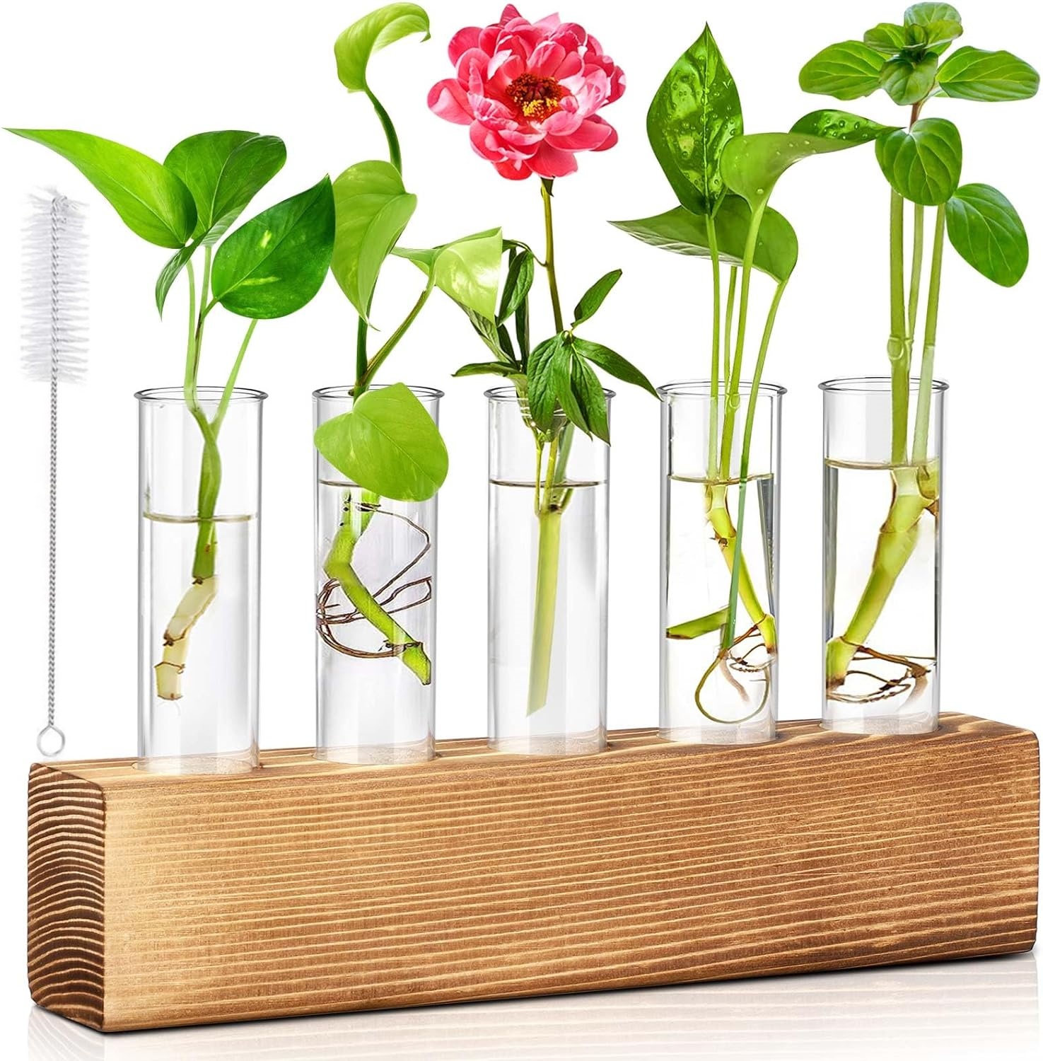XXXFLOWER Wall Hanging Propagation Station with Wooden Stand 5 Glass ...