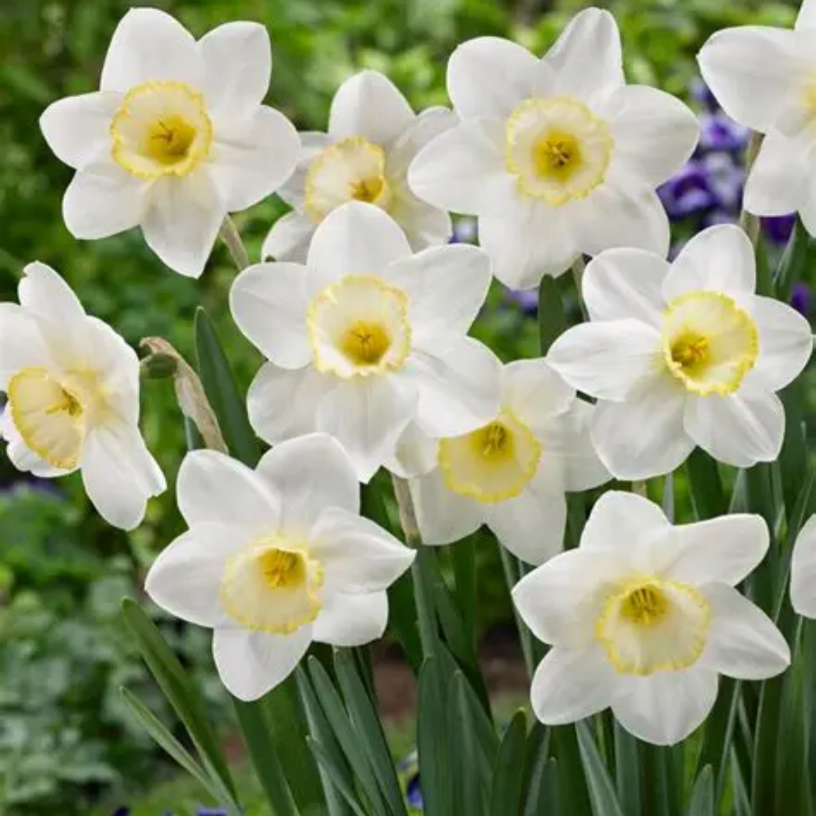 Desktop decoration-Fragrant-[daffodil]-blooms every year-exquisite ...
